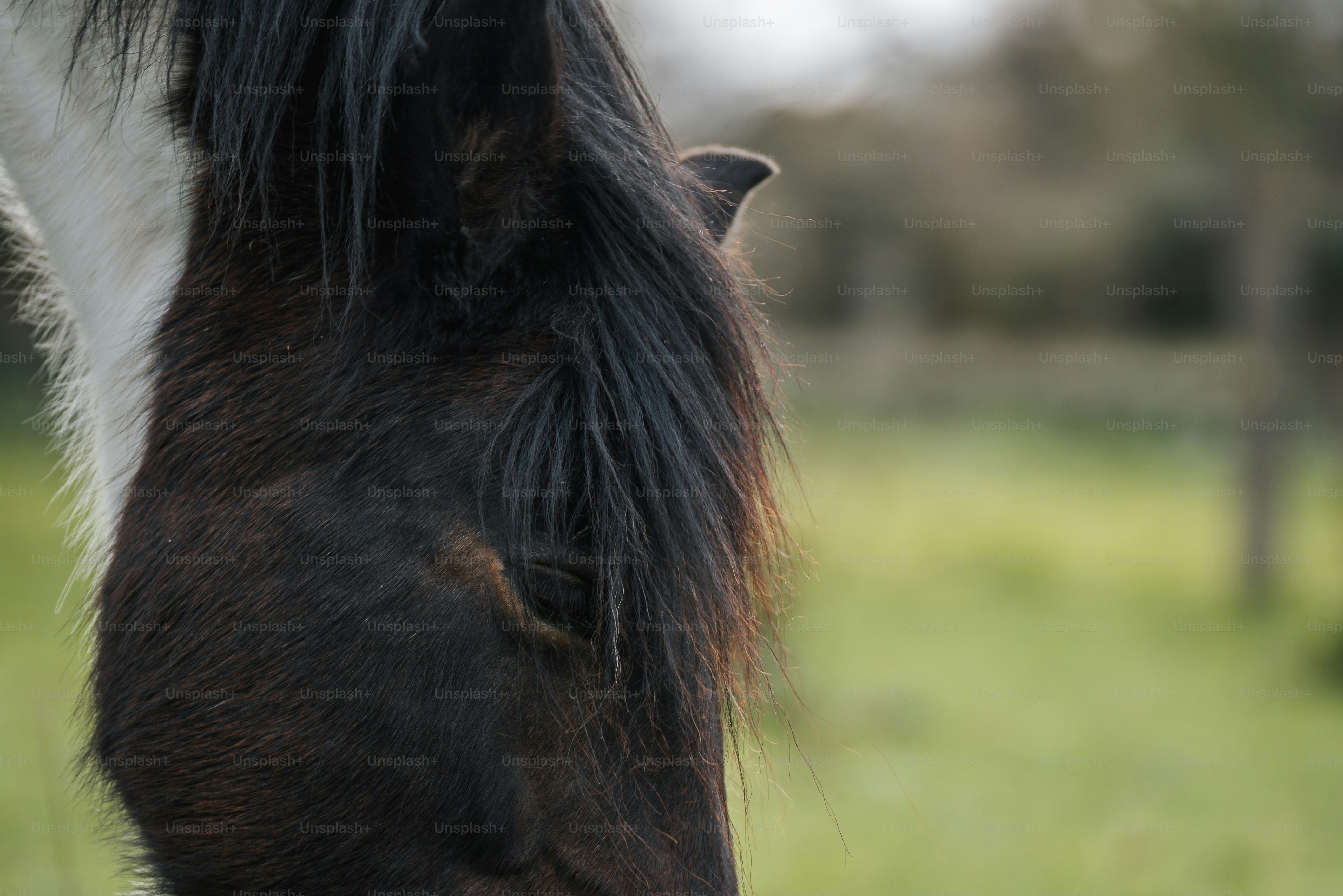 A close up of a horse grazing in a field photo – Close up Image on Unsplash