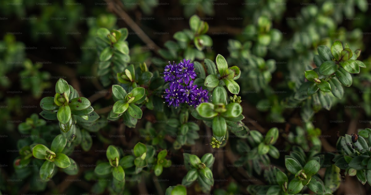 緑の葉に囲まれた紫色の花の写真 花の葉 Unsplashの写真