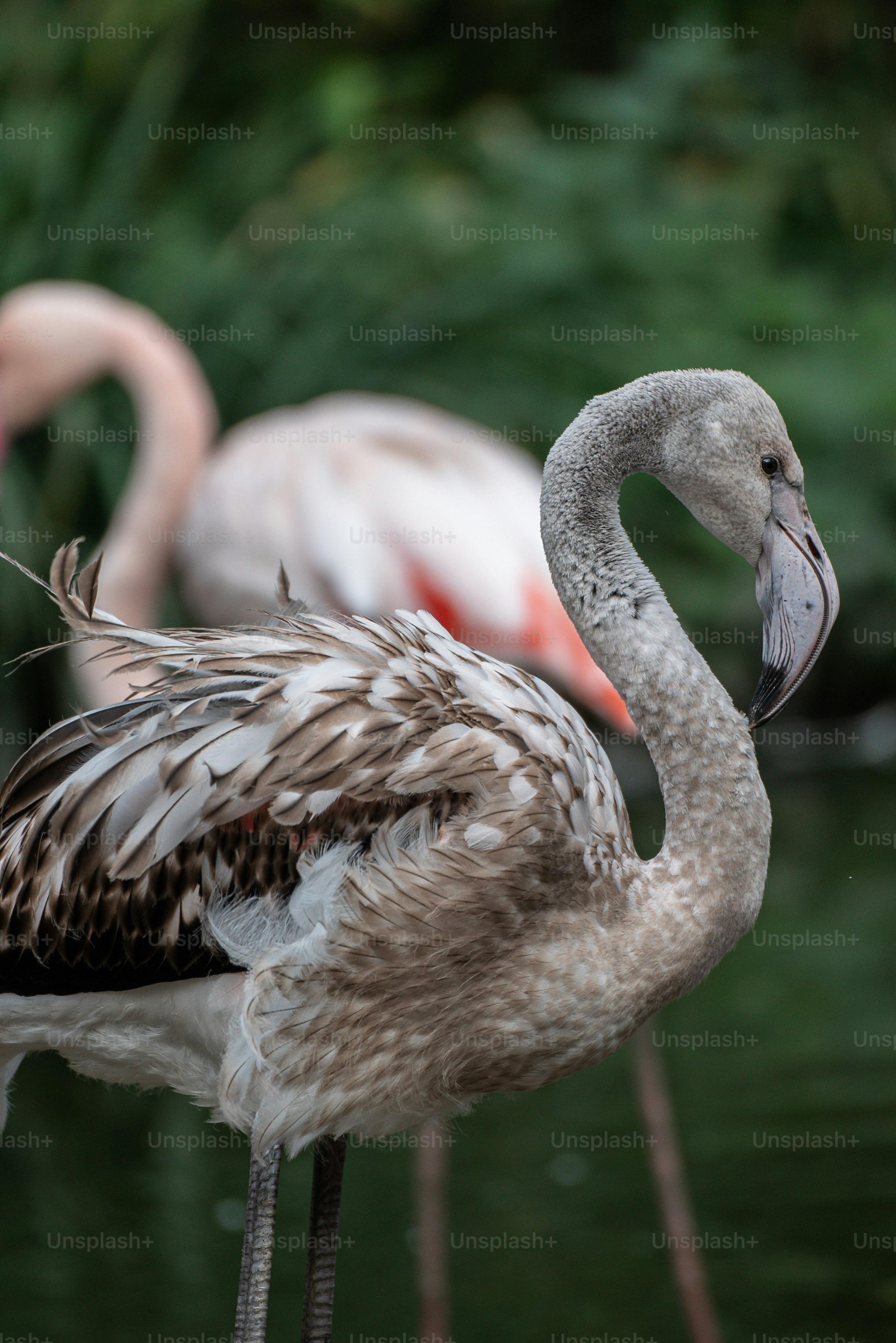 A couple of flamingos standing next to each other photo – Flamingo ...