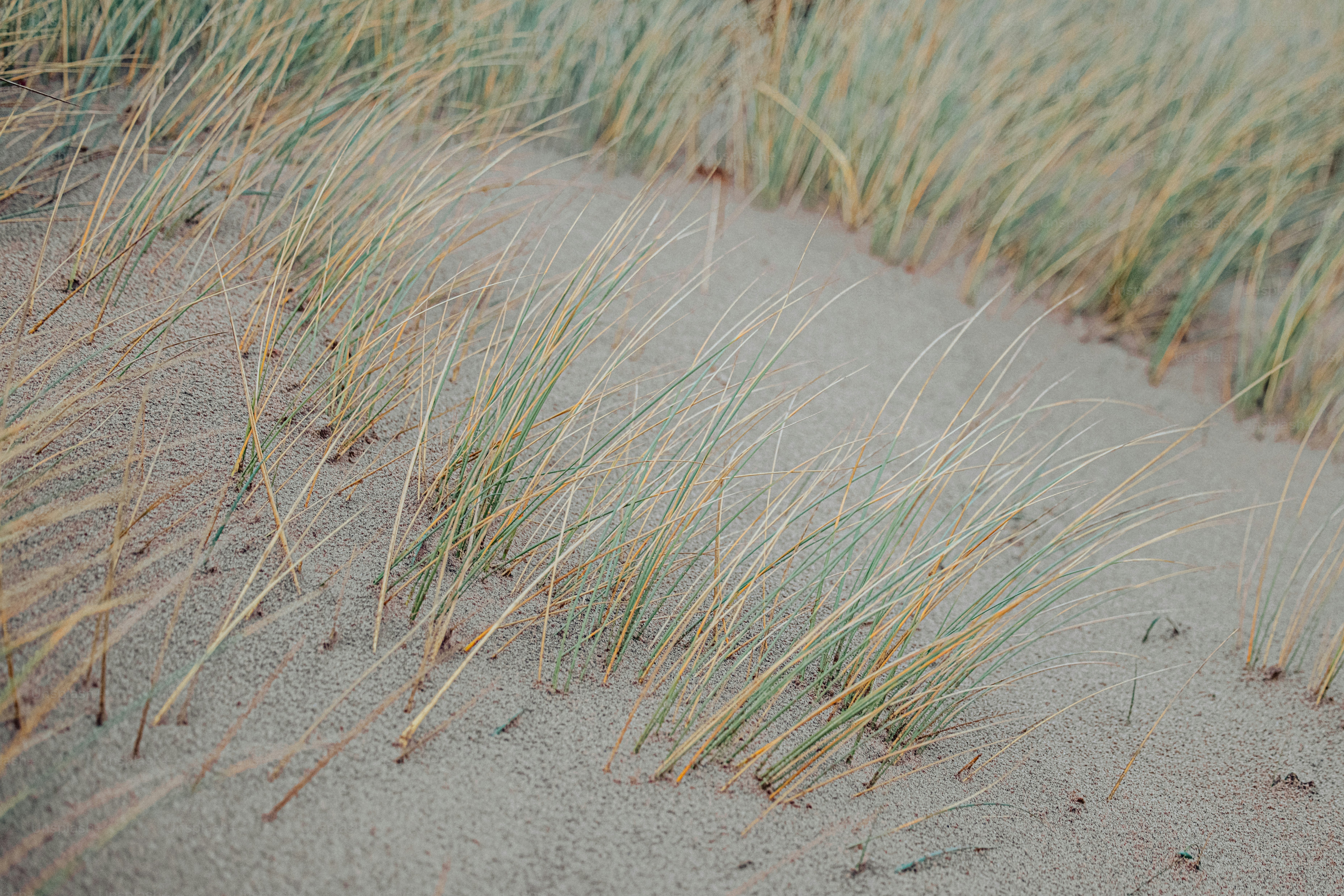 Foto zum Thema Das Gras wächst aus dem Sand – Bild zu Gras auf Unsplash