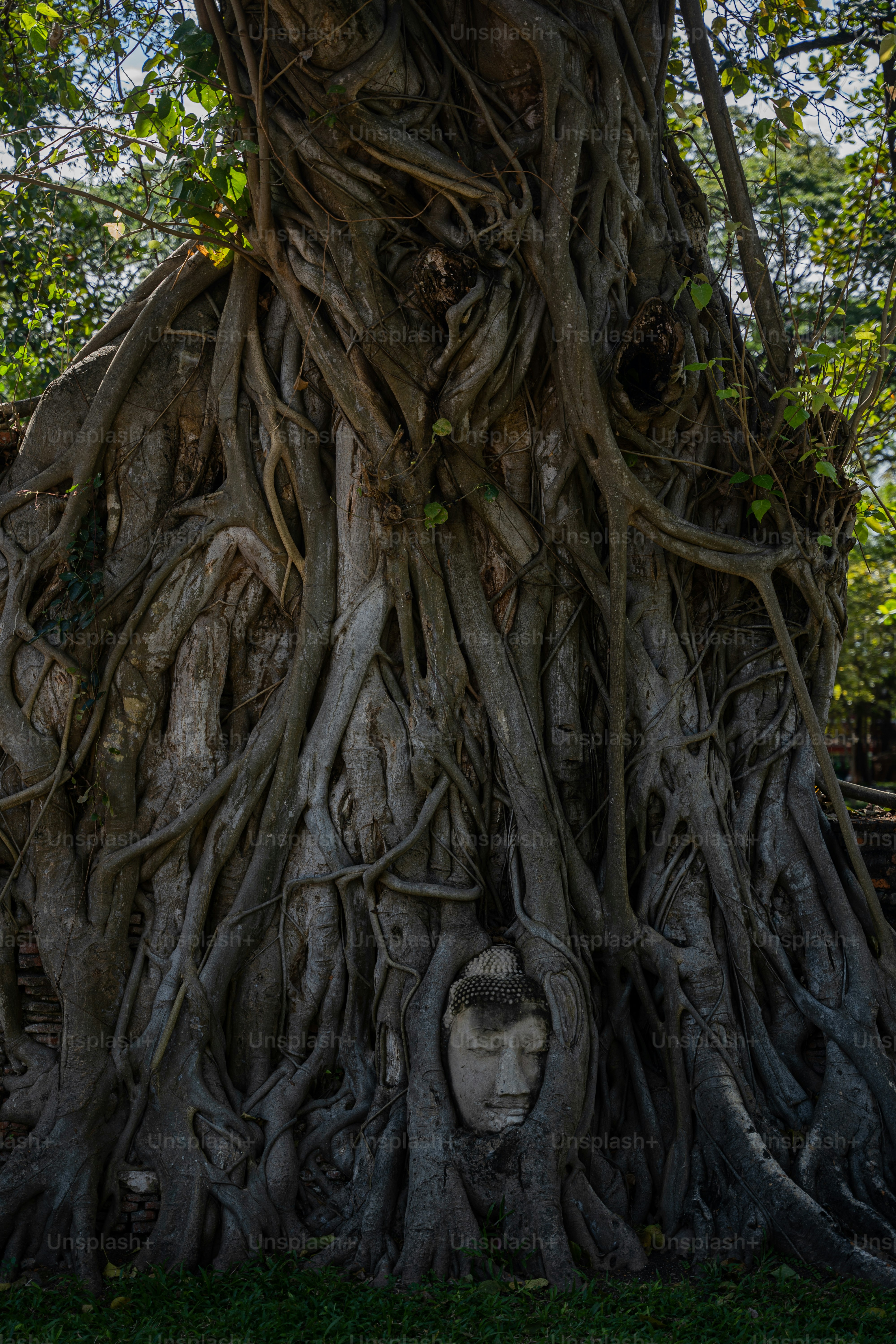 1000+ Old Tree Pictures | Download Free Images on Unsplash
