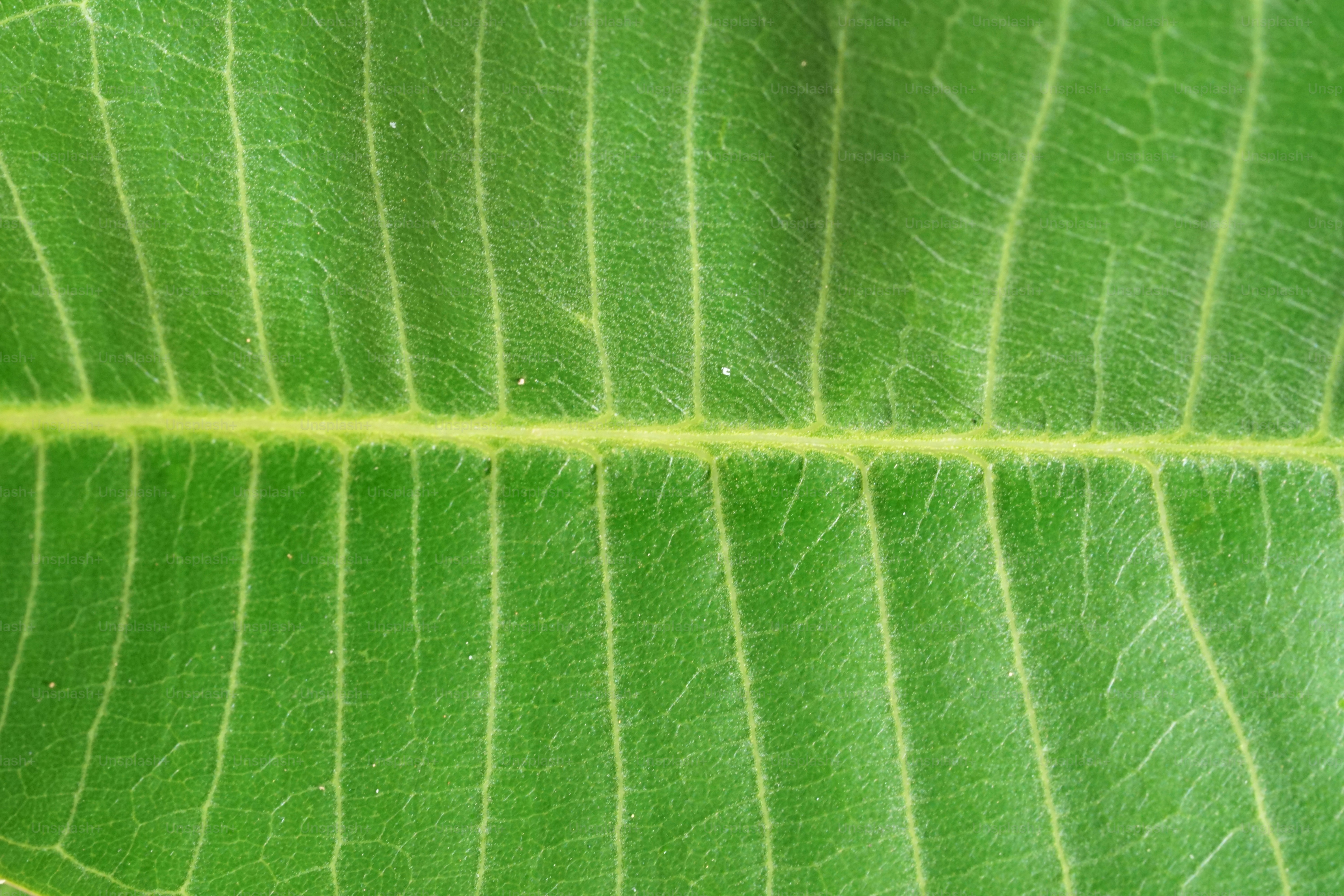 Imágenes de Estructura De La Hoja | Descarga imágenes gratuitas en Unsplash