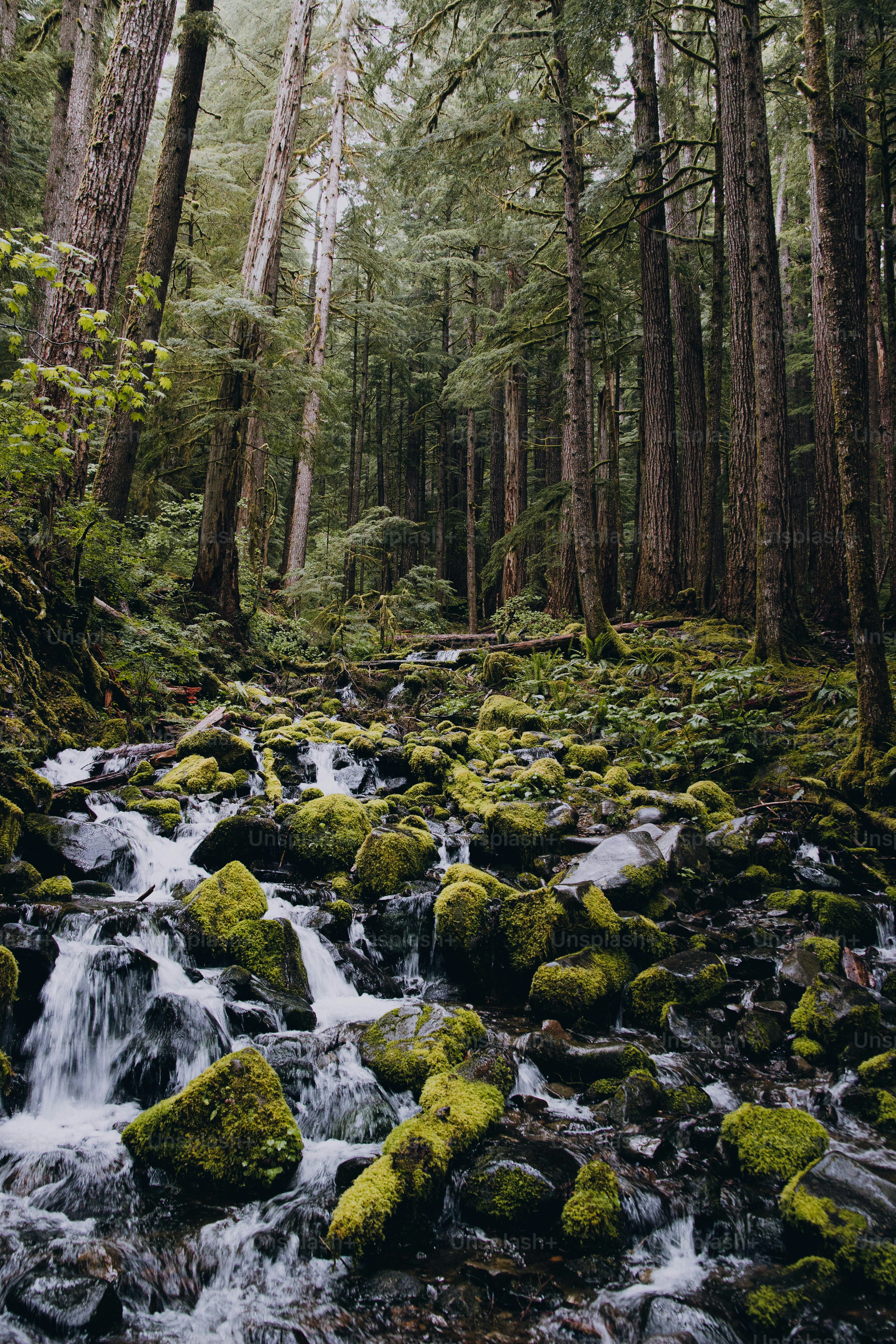 Un ruisseau qui traverse une forêt verdoyante photo – Mousse Photo sur ...