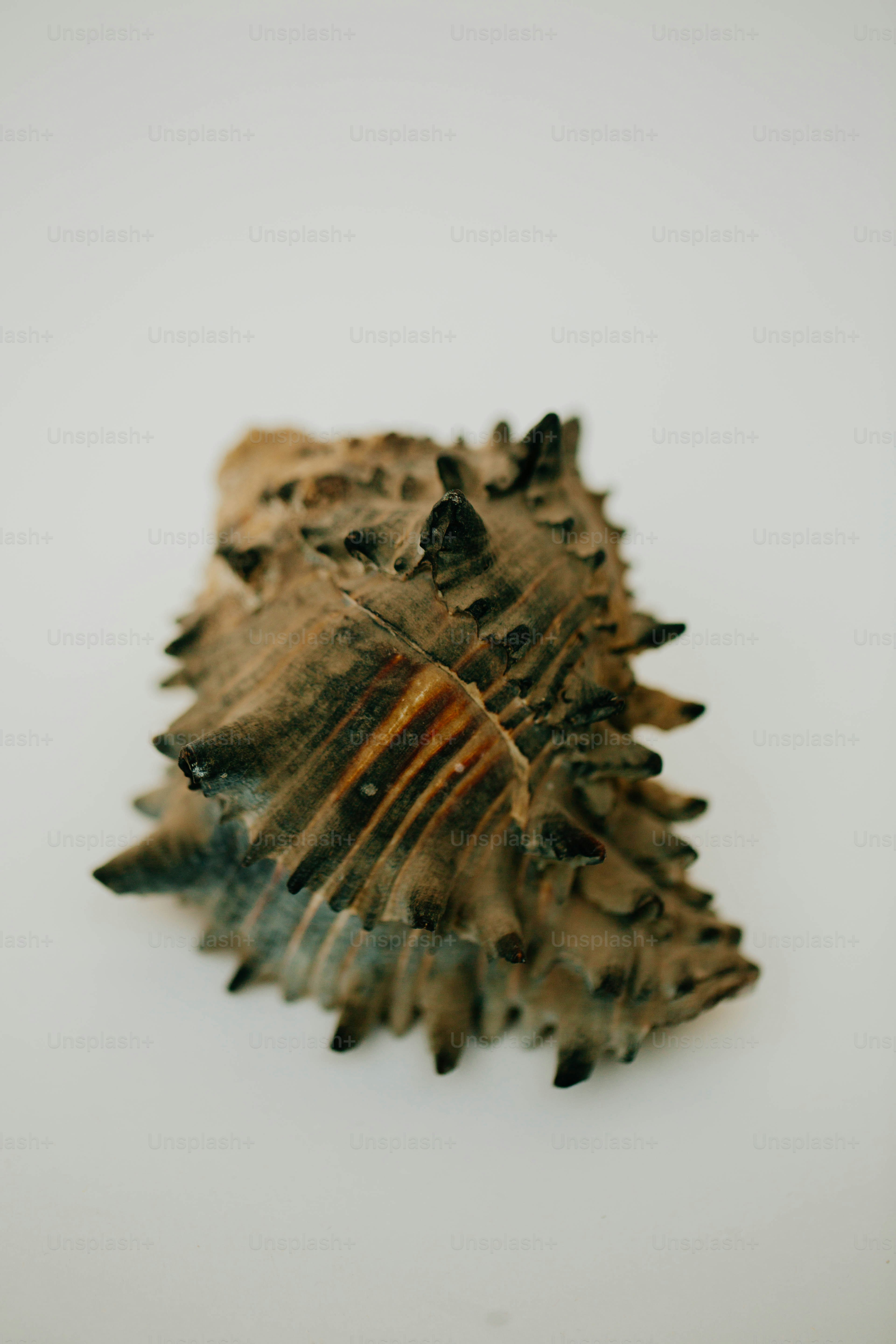 Un primer plano de una concha marina sobre una superficie blanca foto ...