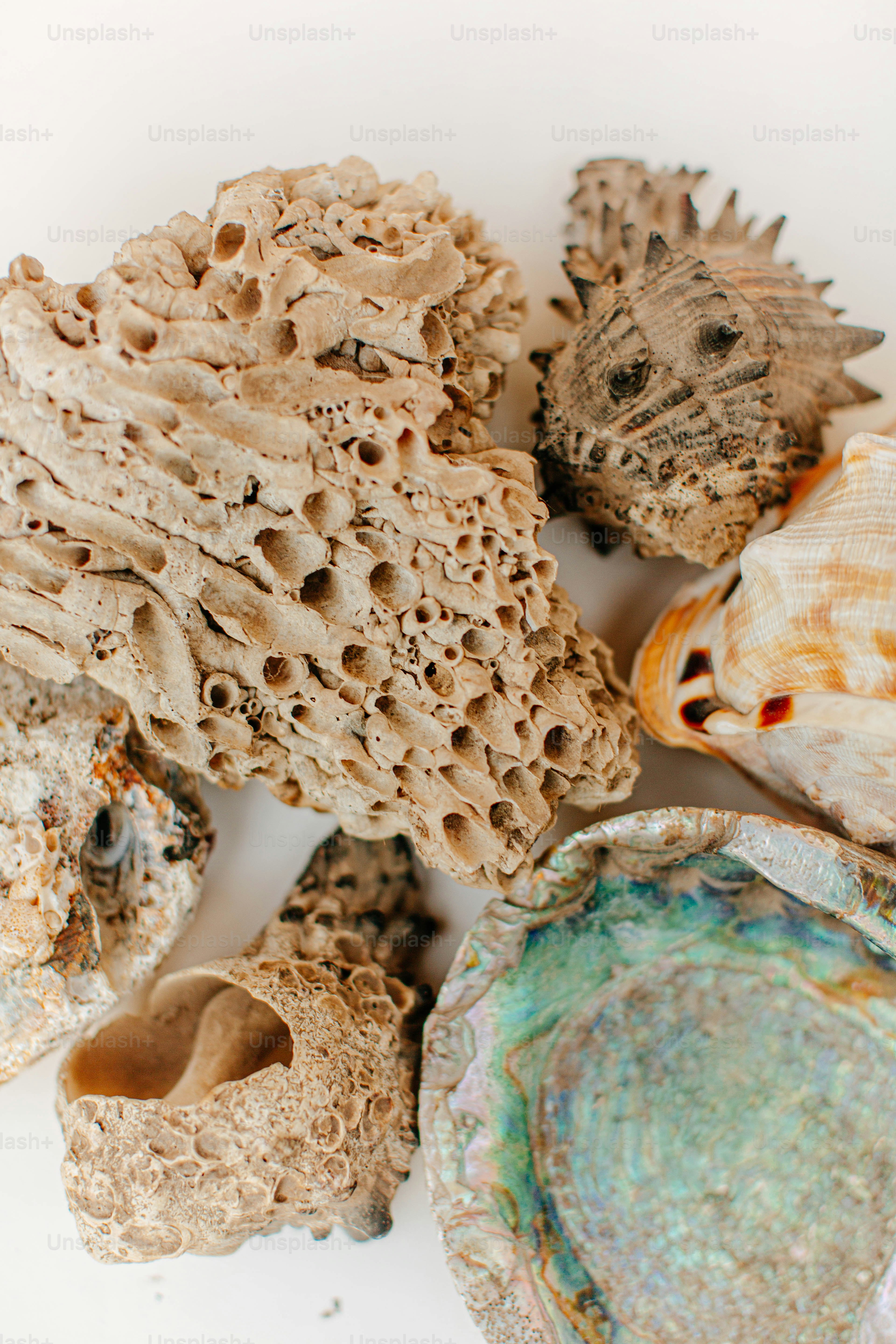 A group of sea shells on a white surface photo – Shell Image on Unsplash