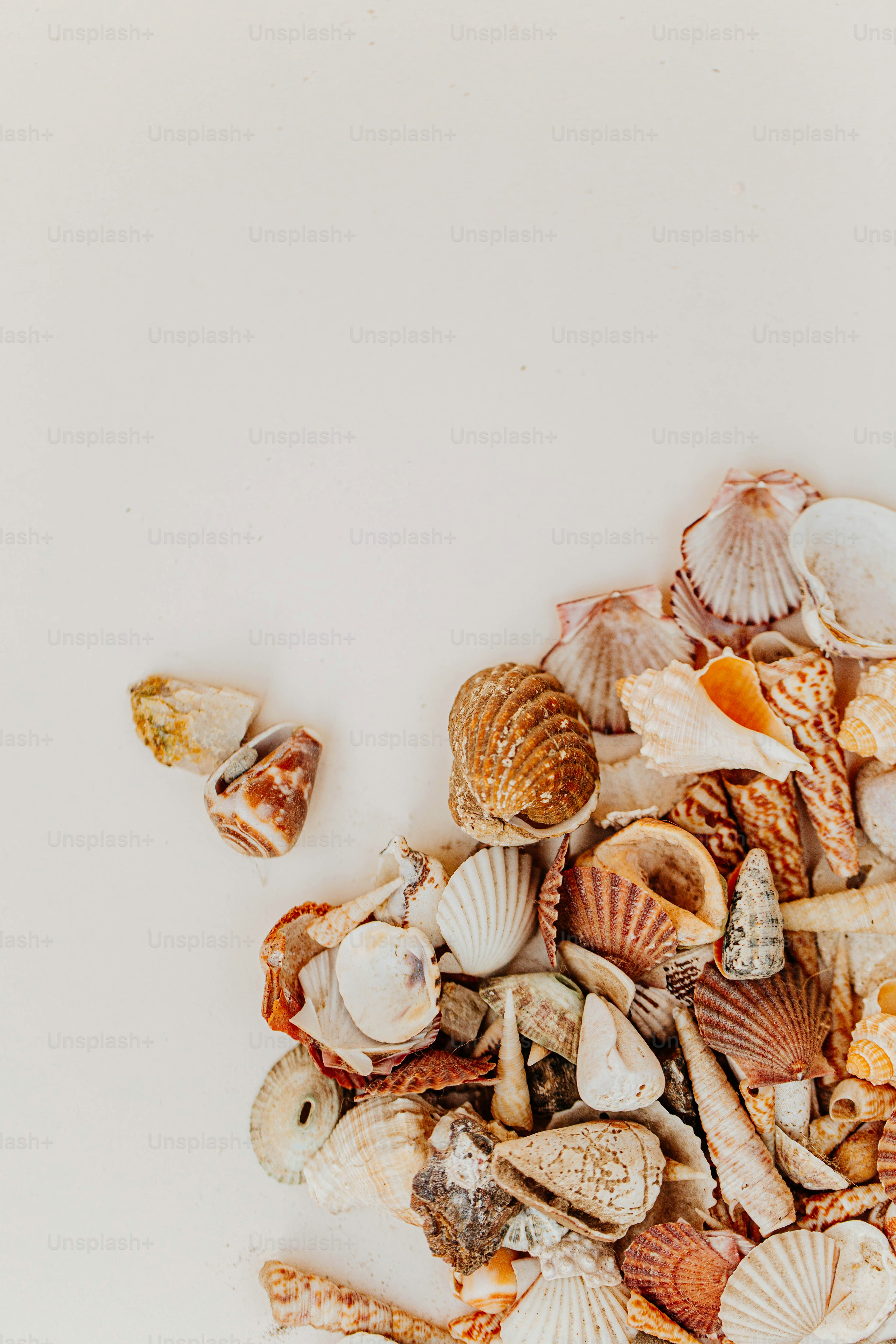 30,000+ Sea Shells Pictures | Download Free Images on Unsplash