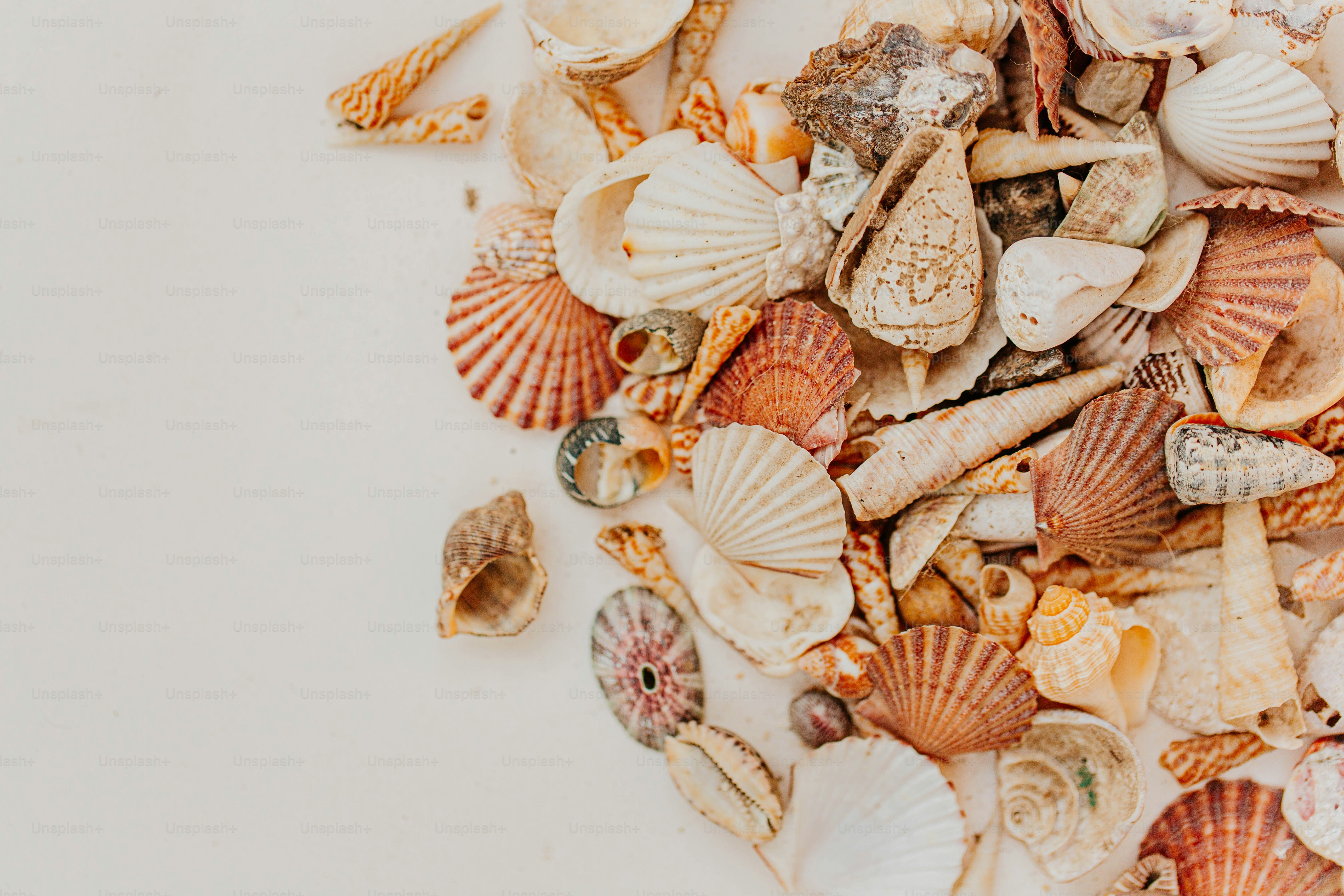 Sea Shell Pictures | Download Free Images on Unsplash