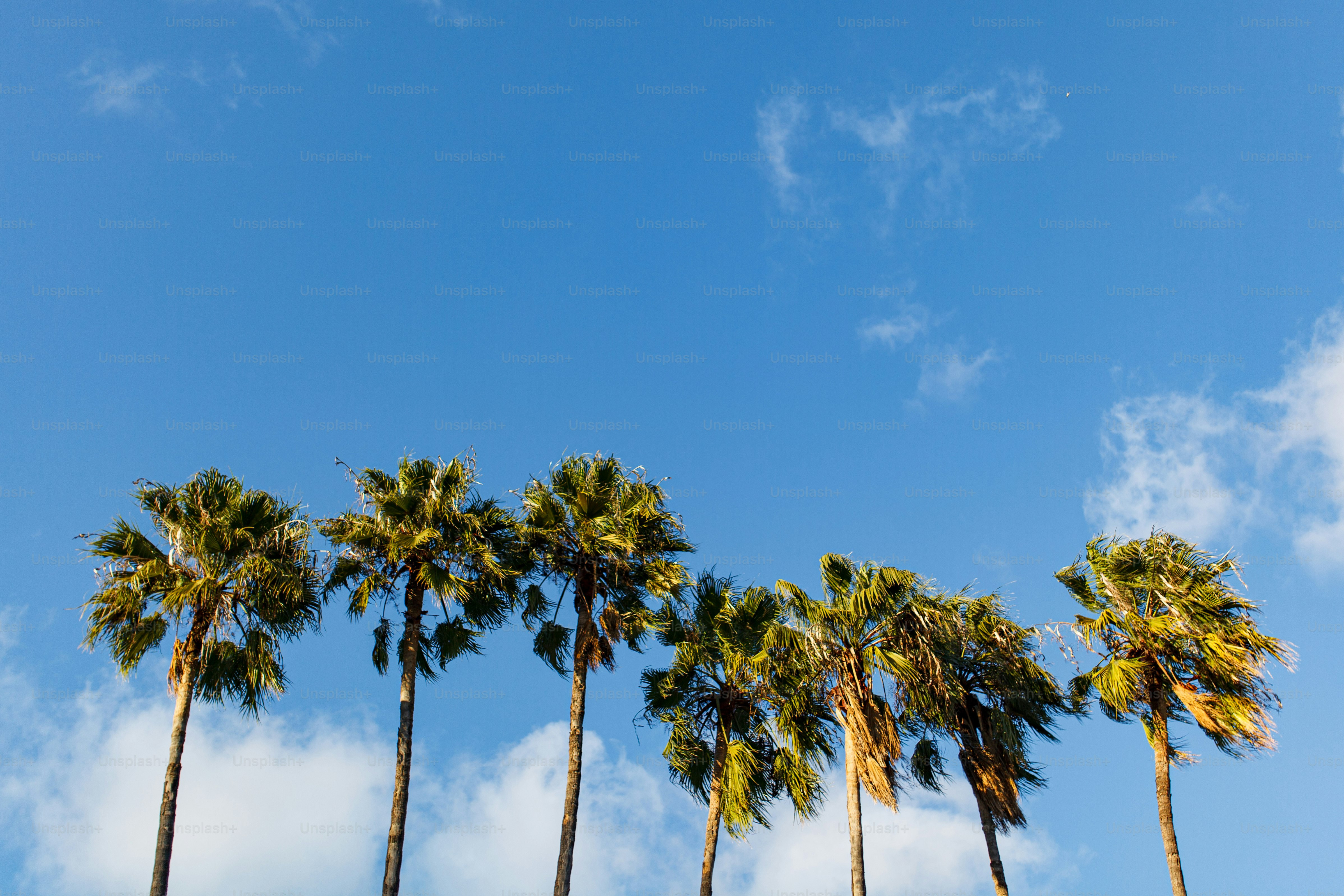 A row of palm trees against a blue sky photo – Background Image on Unsplash