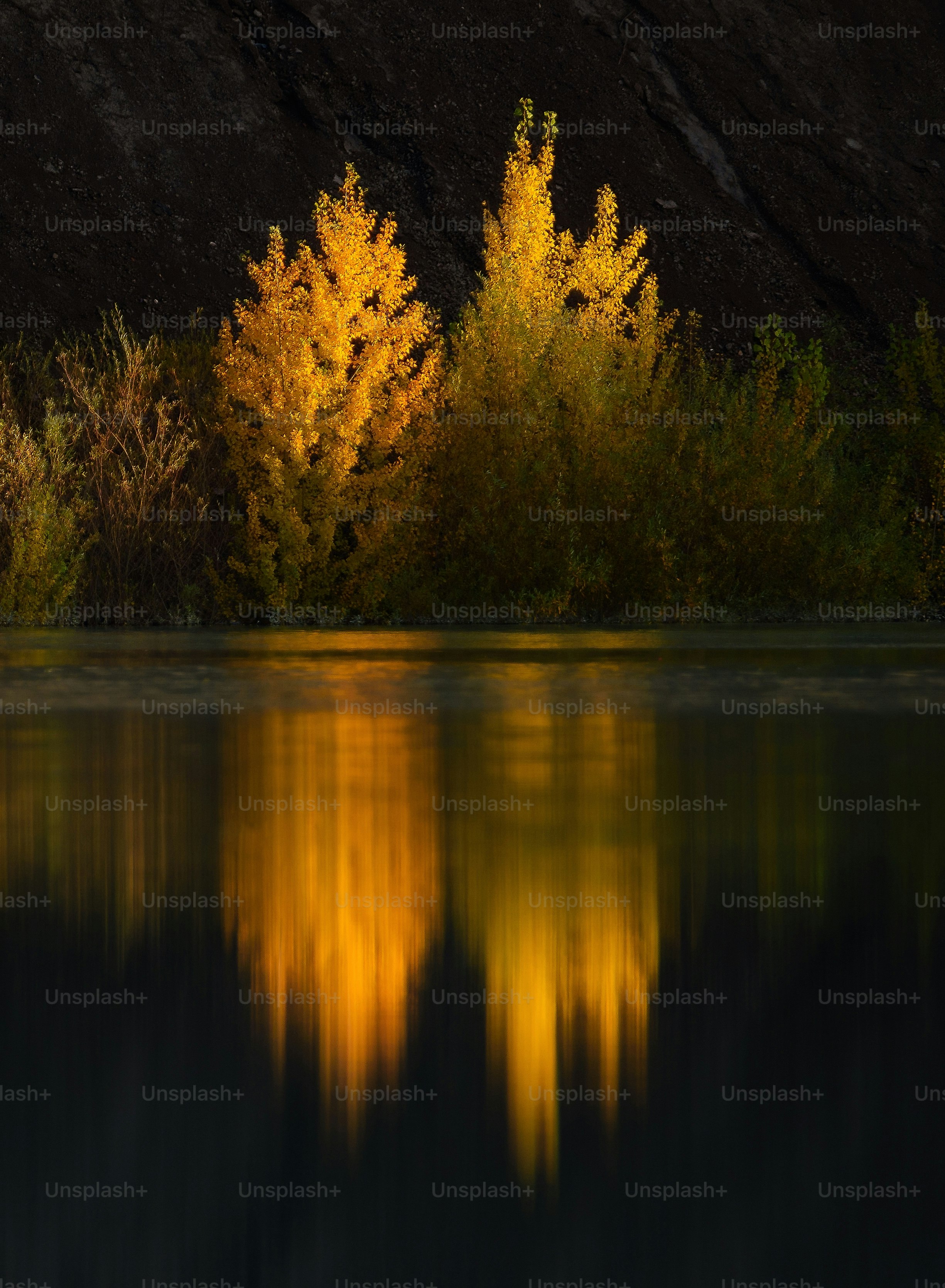 Colorful Tree Pictures | Download Free Images on Unsplash