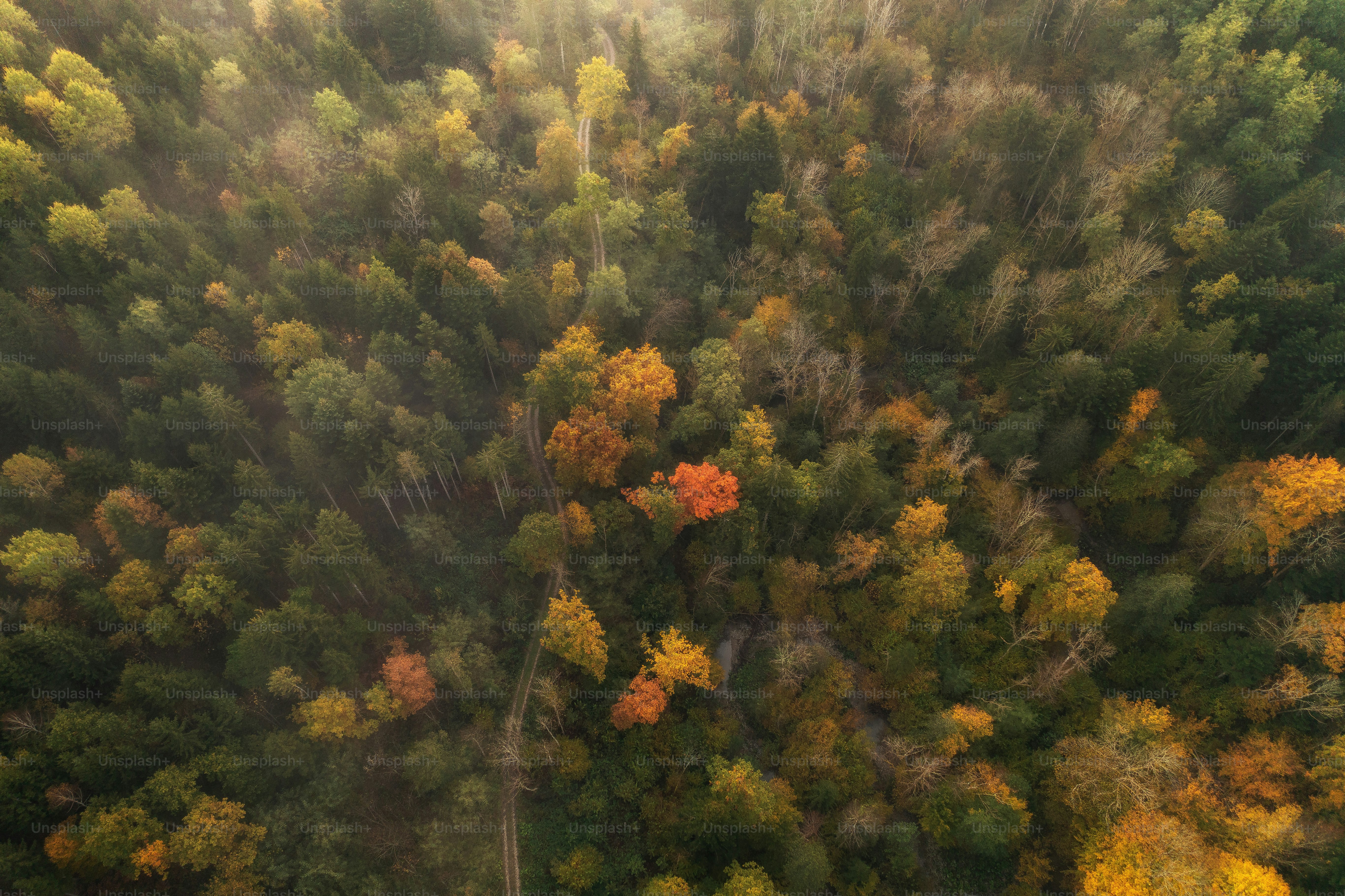 An aerial view of a forest with lots of trees photo – Fall Image on ...