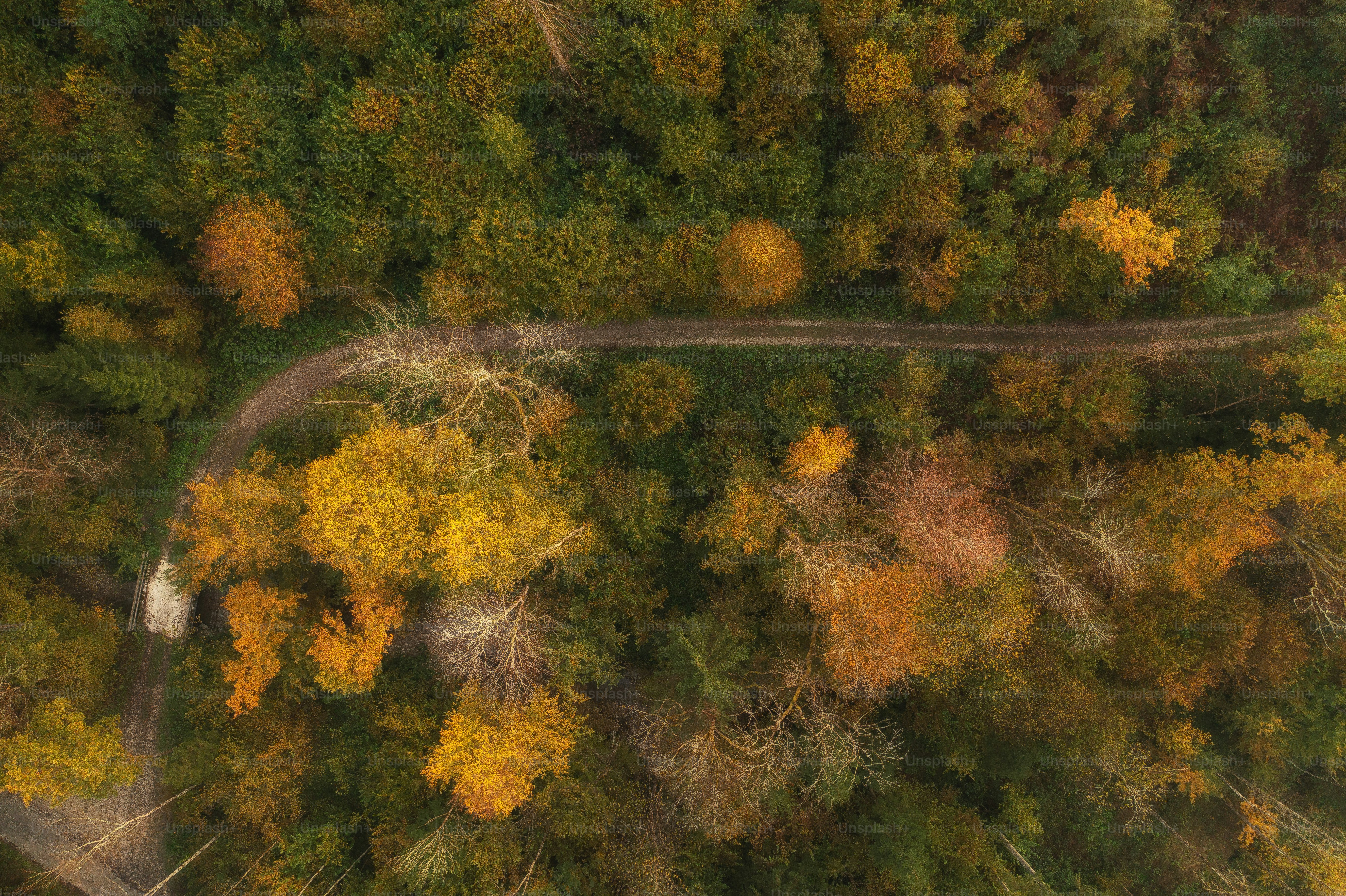 An aerial view of a road surrounded by trees photo – Fall foliage Image ...