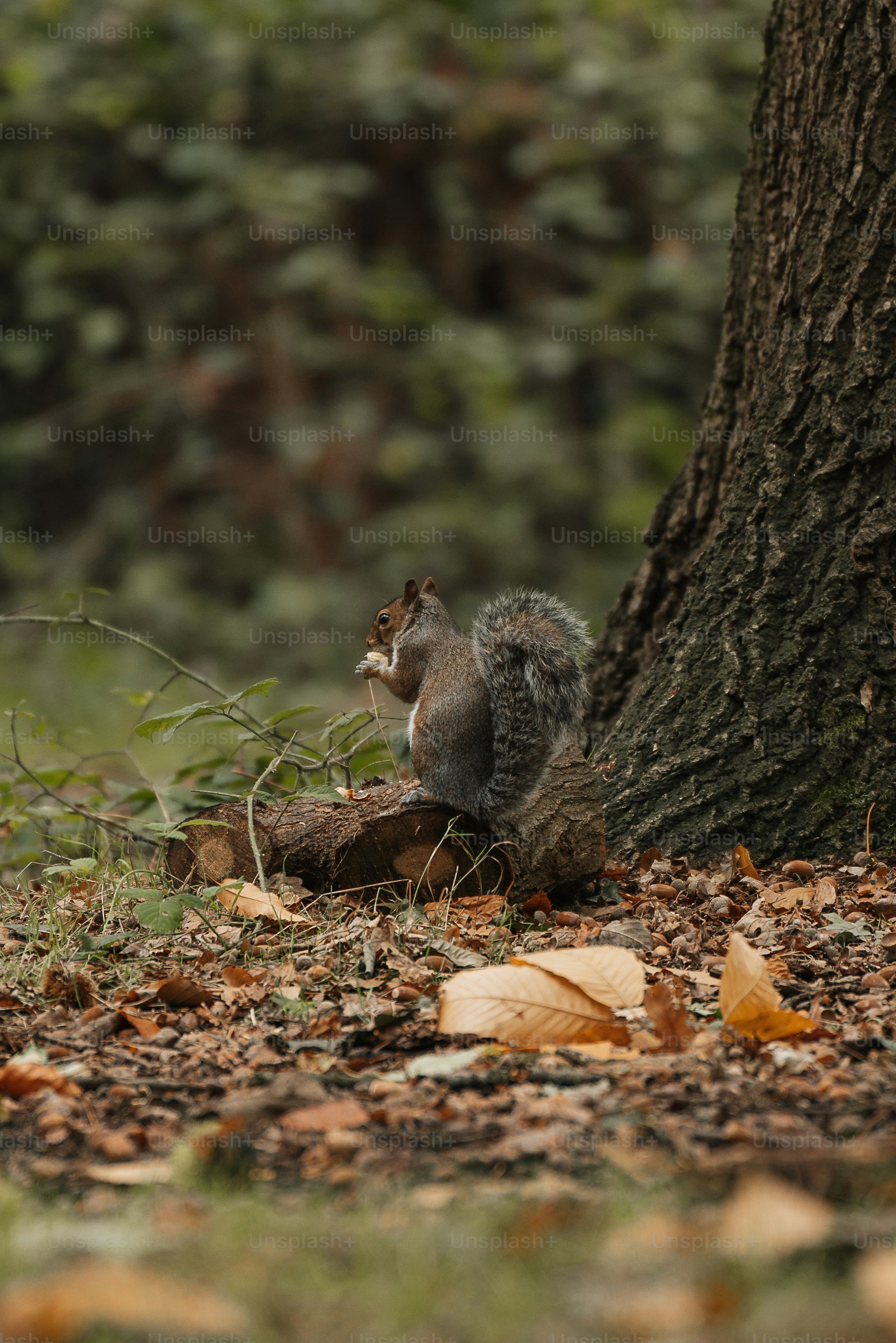 A squirrel sitting on the ground next to a tree photo – Squirrels Image ...