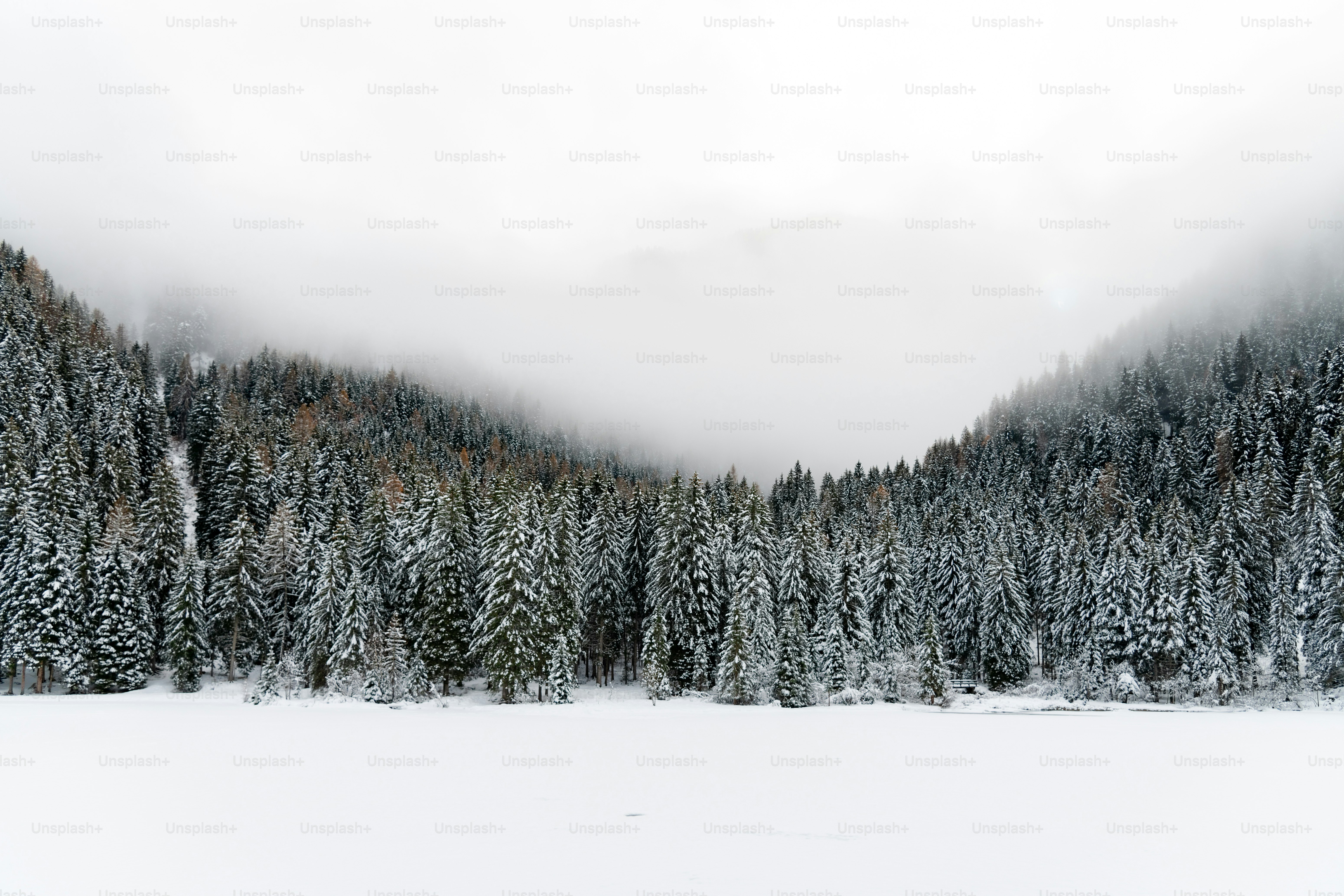 Winter Nature Pictures | Download Free Images on Unsplash