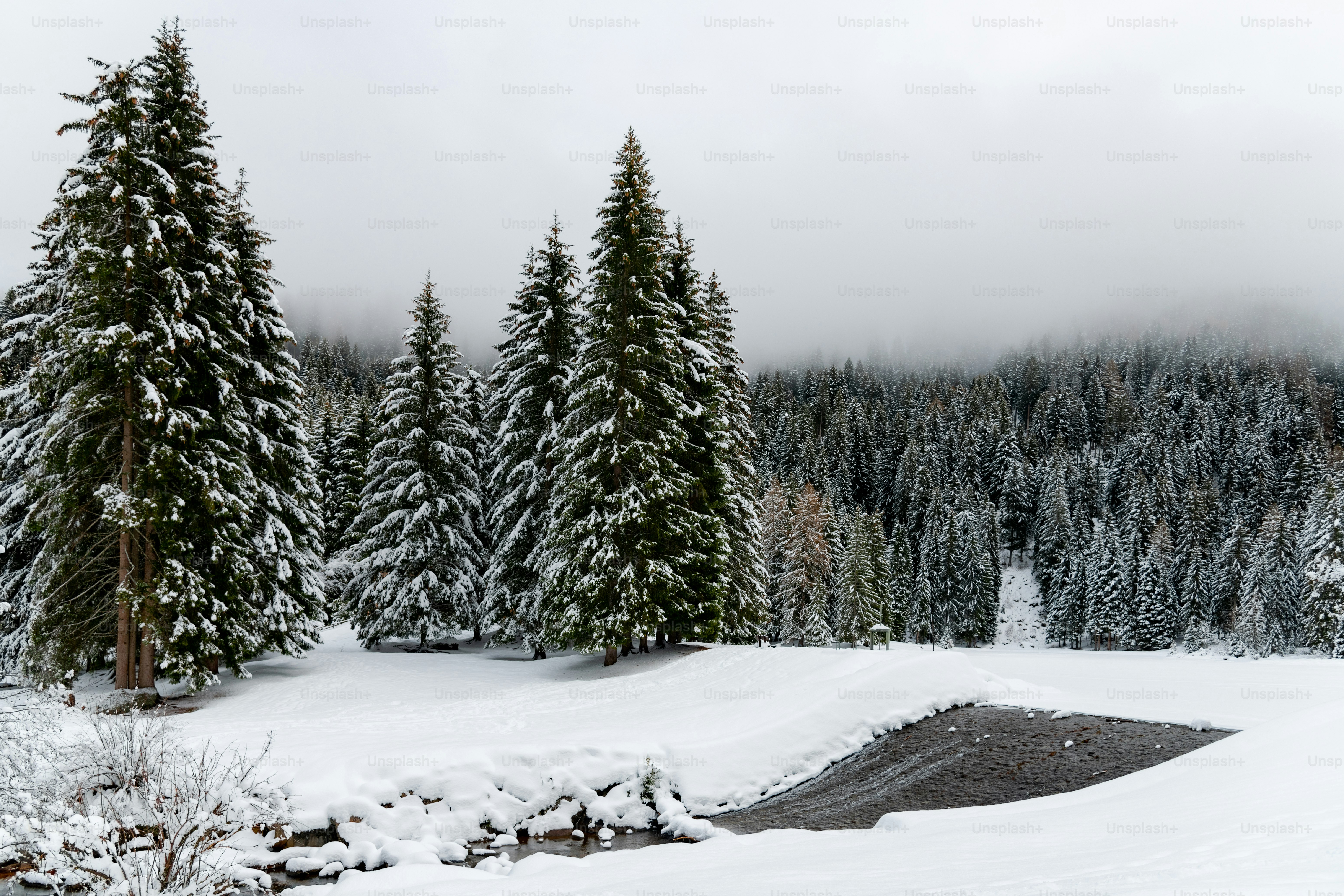 Winter Trees Pictures | Download Free Images on Unsplash