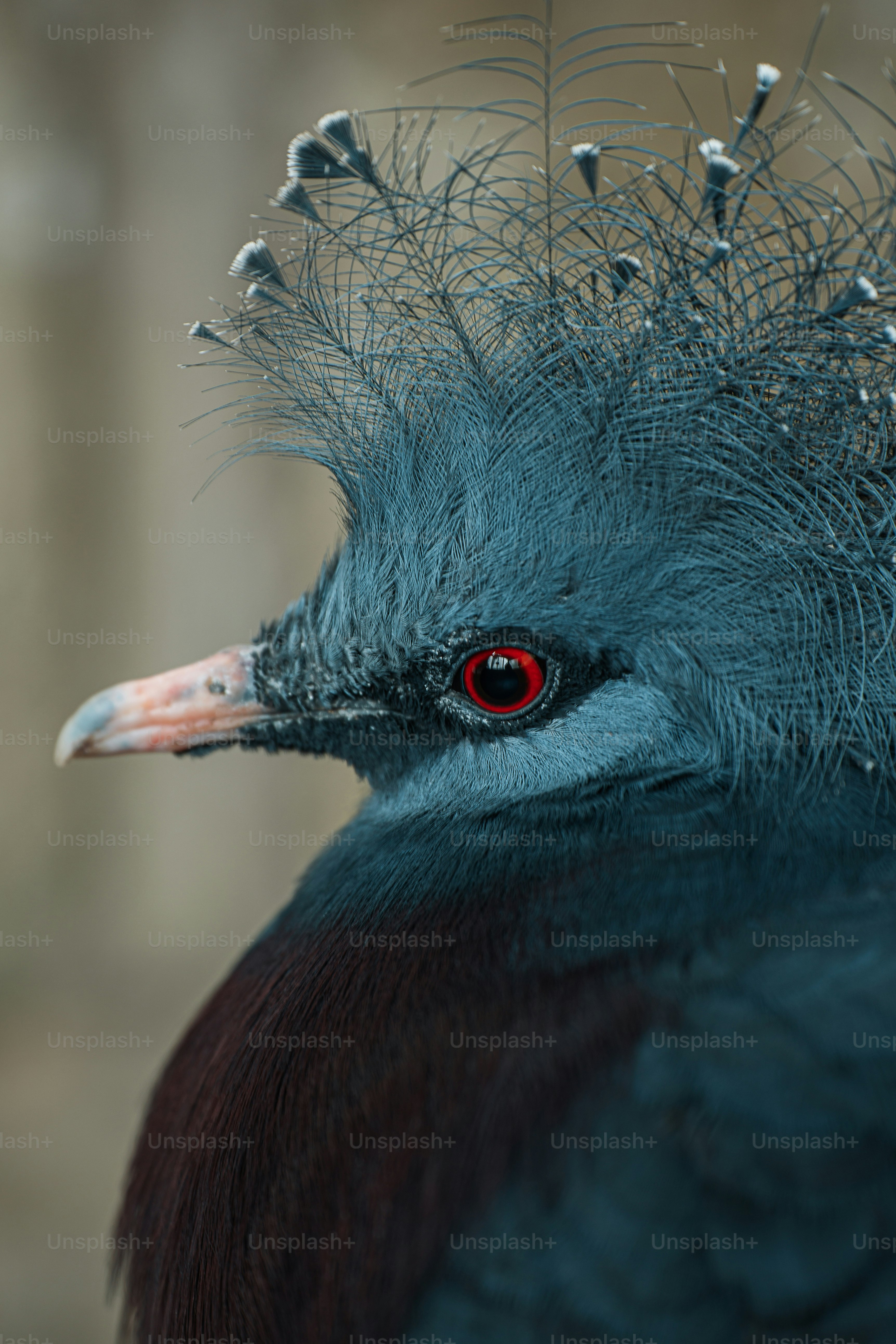 A close up of a bird with red eyes photo – Wildlife Image on Unsplash