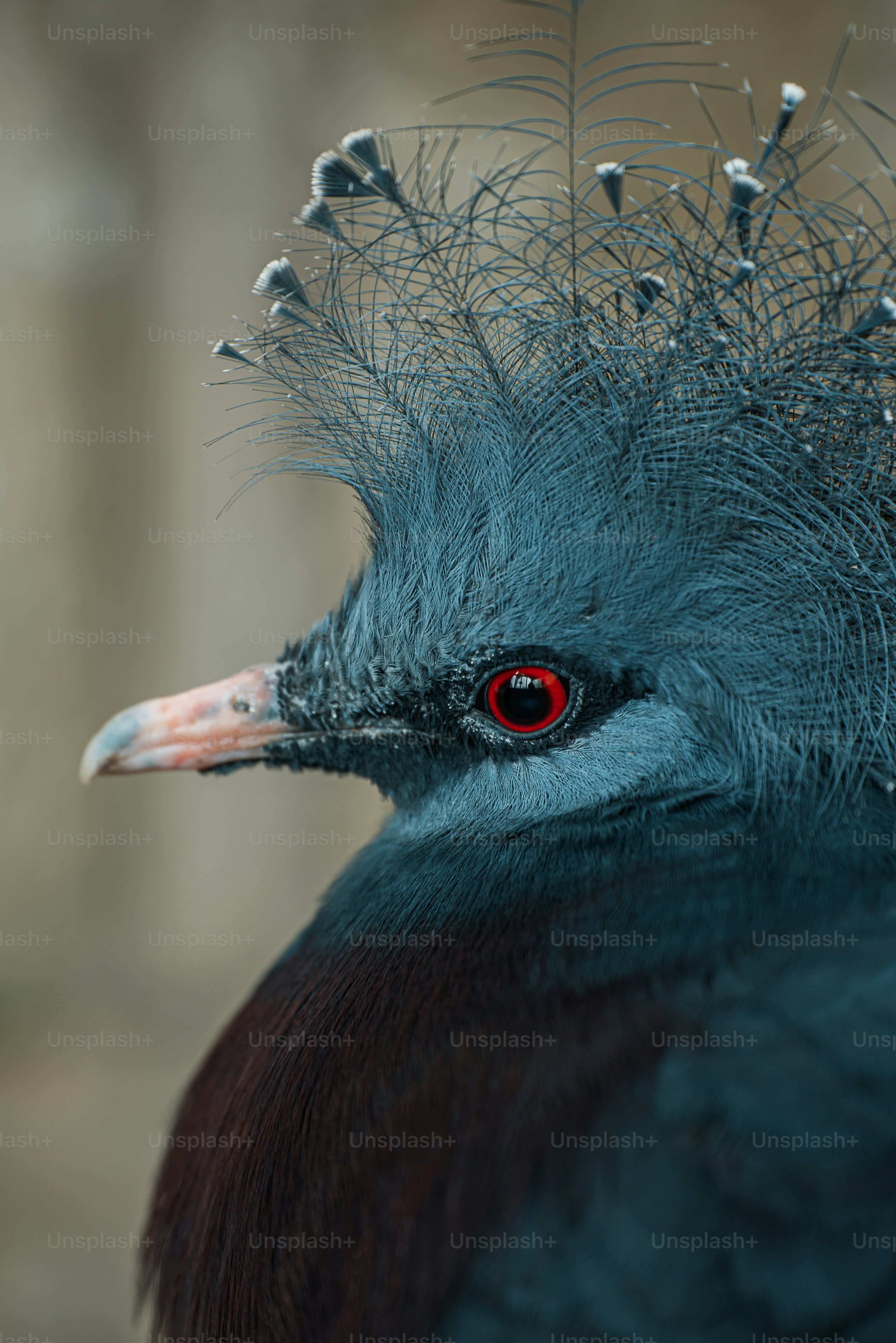 Gros plan d’un oiseau aux yeux rouges photo – Yeux rouges Photo sur ...