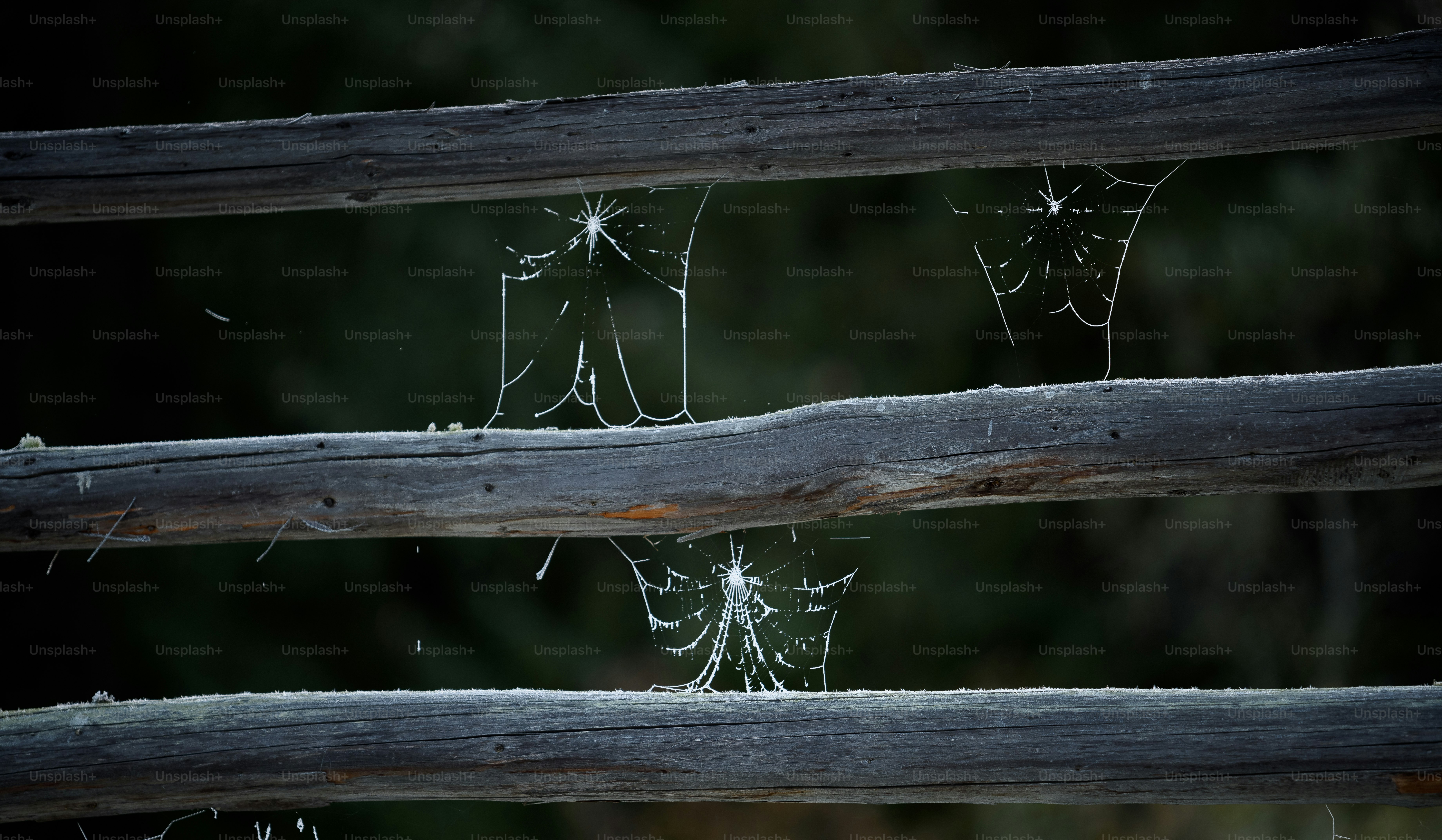 A close up of a wooden fence with spider webs on it photo – Close up ...