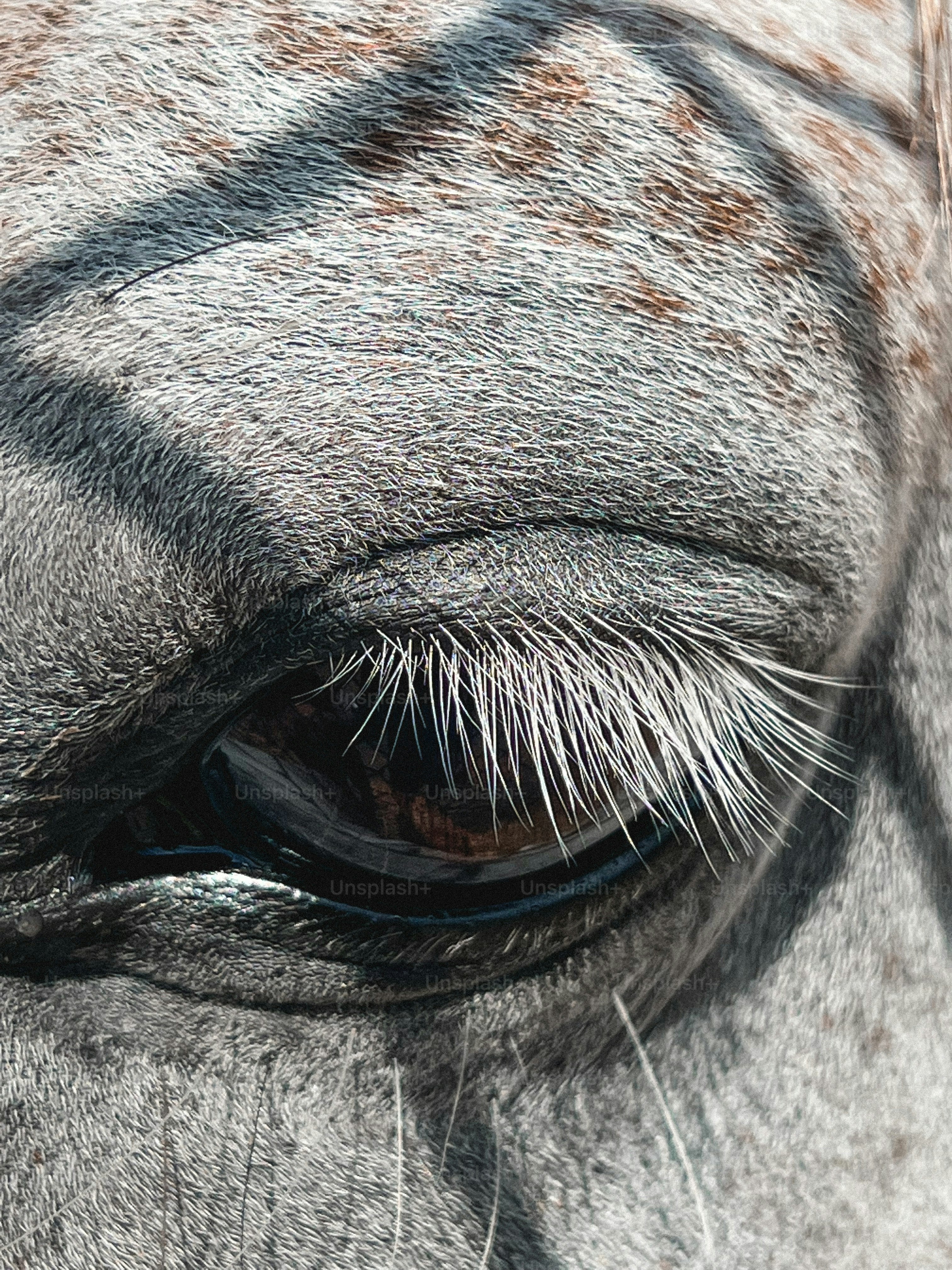 A close up of the eye of a horse photo – Eyelashes Image on Unsplash