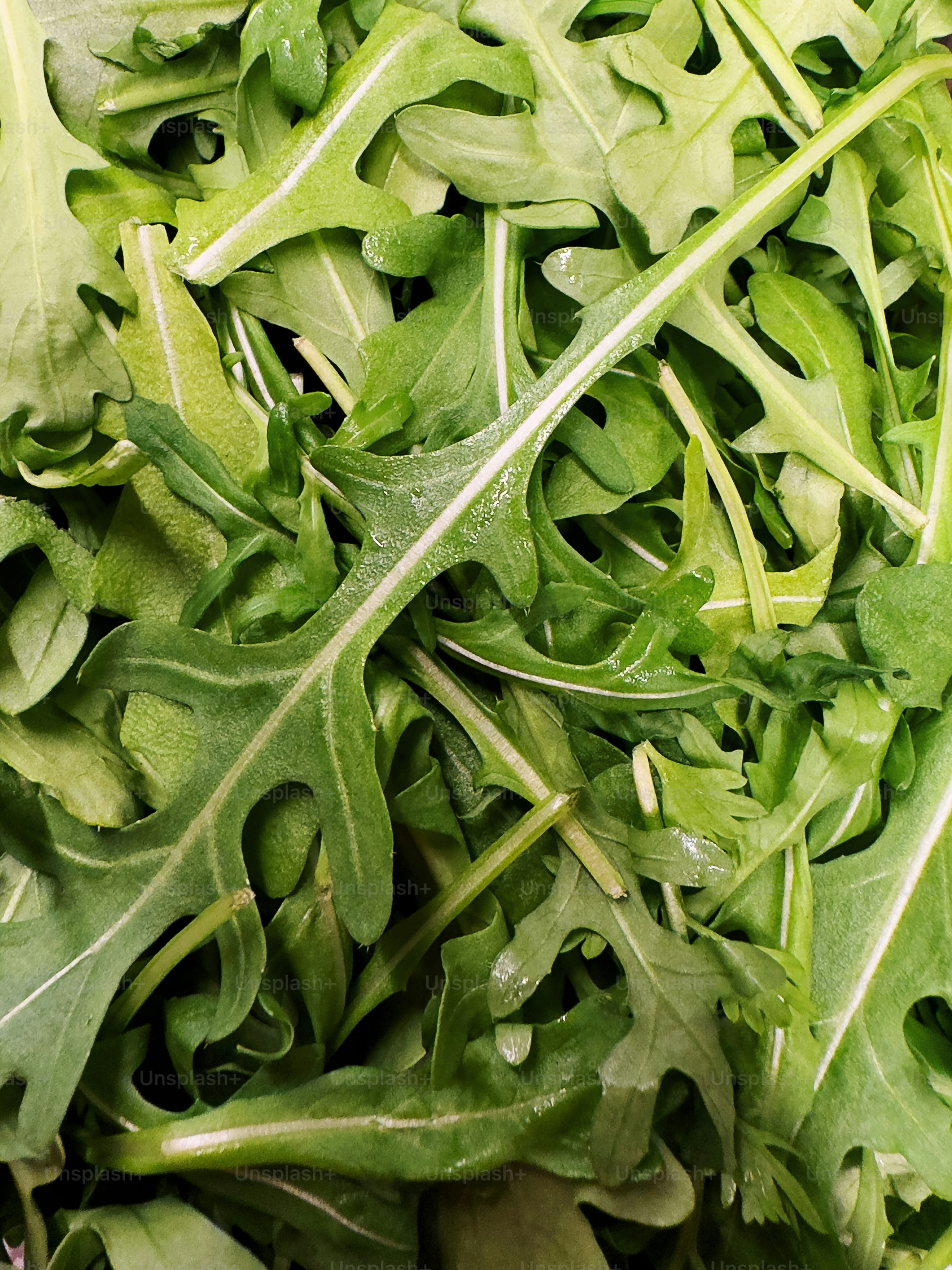 Arugula Pictures | Download Free Images on Unsplash