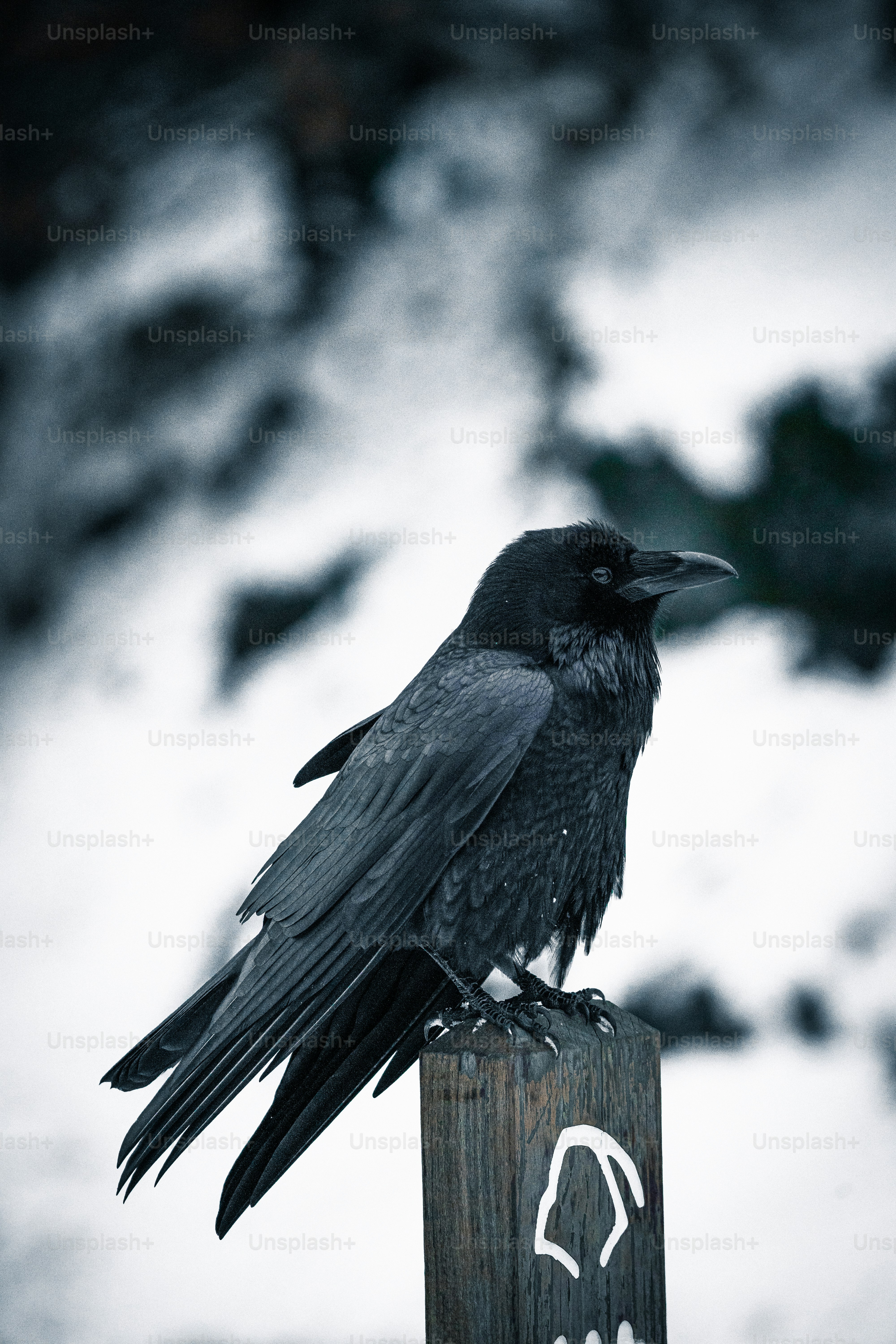 Crowed Pictures | Download Free Images on Unsplash