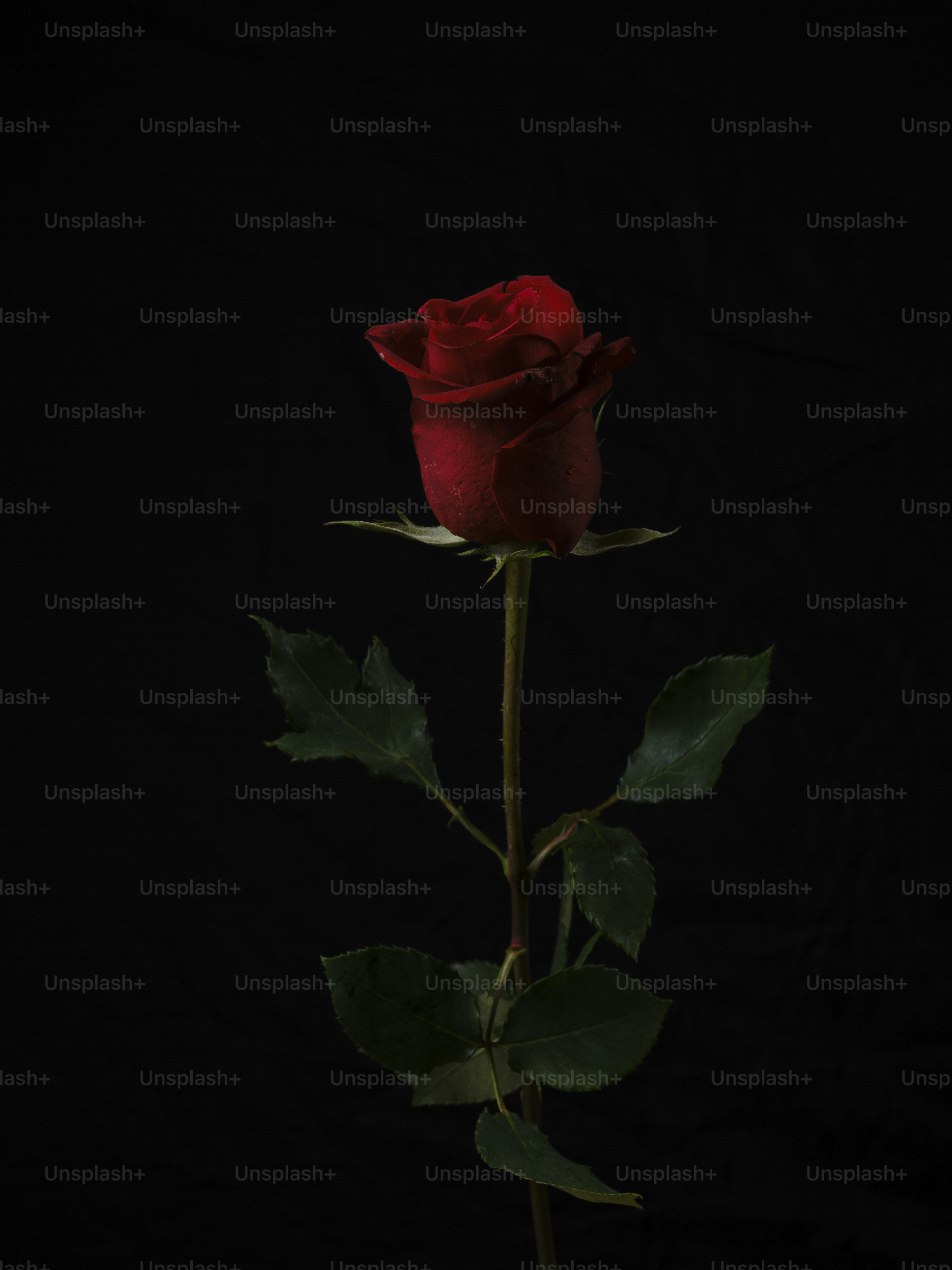 Red Rose With Black Background Hd