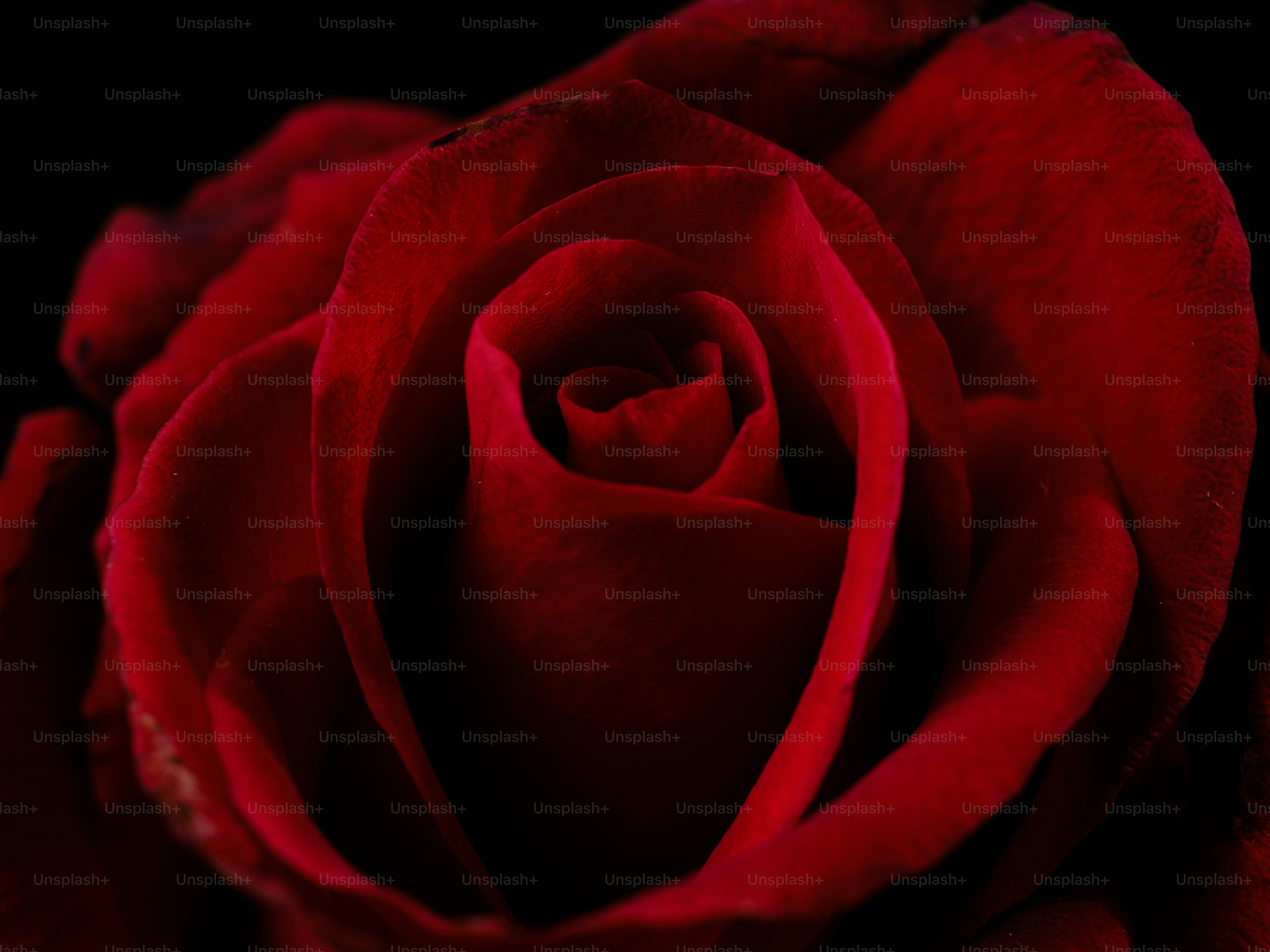 550+ Red Roses Pictures | Download Free Images on Unsplash