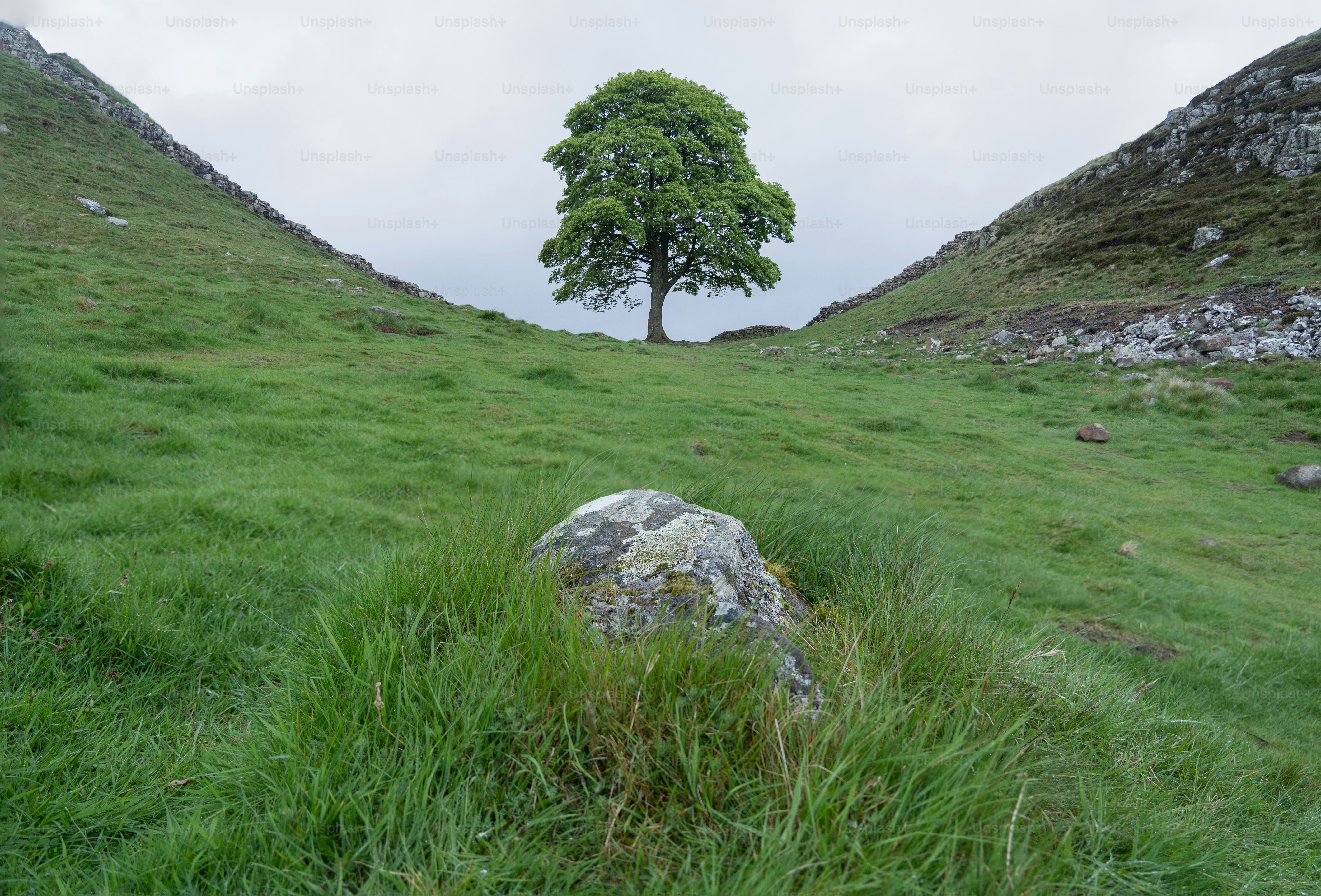 Tree Landscape Pictures | Download Free Images on Unsplash