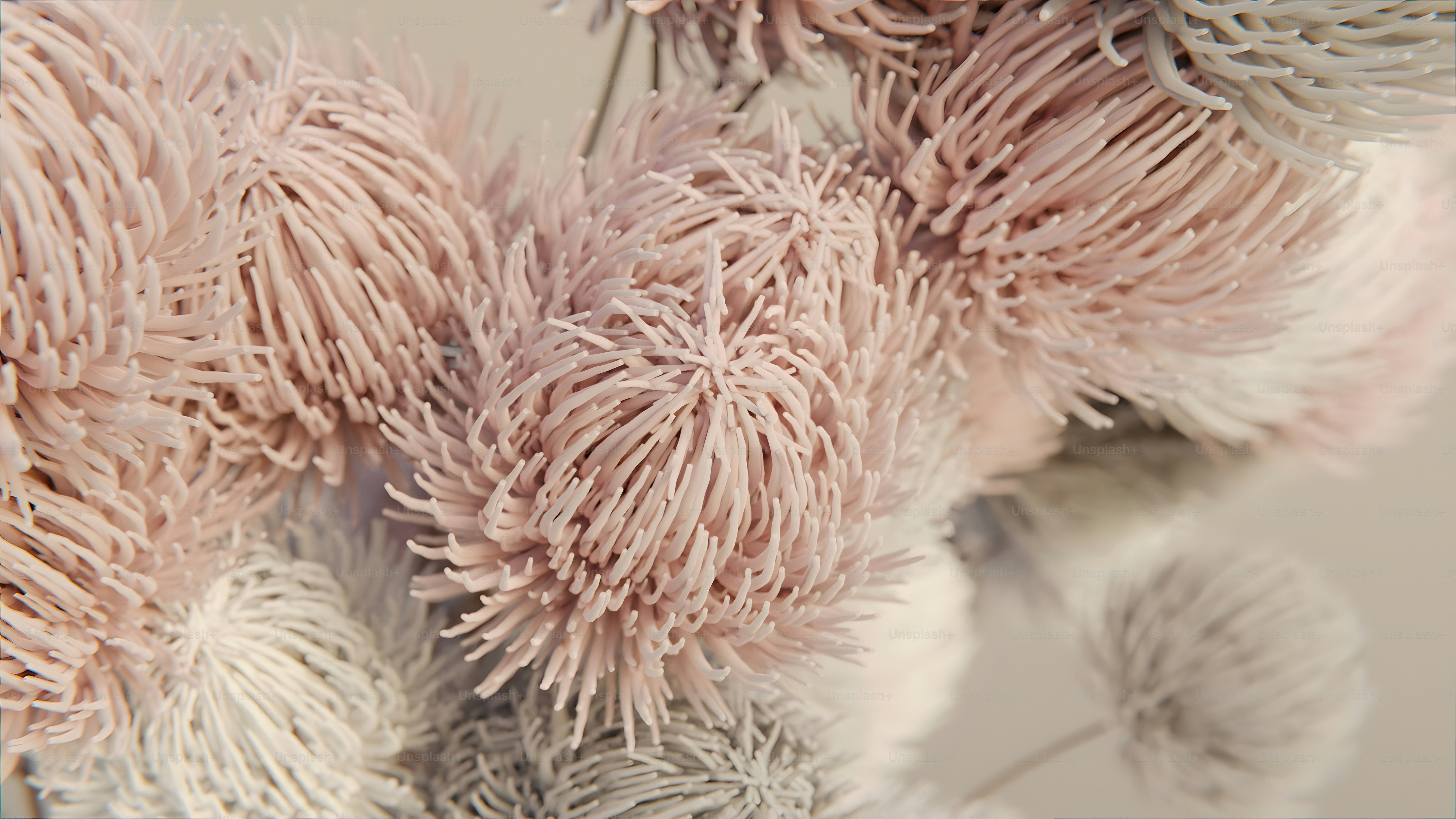 Imágenes de Flores Del Mar | Descarga imágenes gratuitas en Unsplash