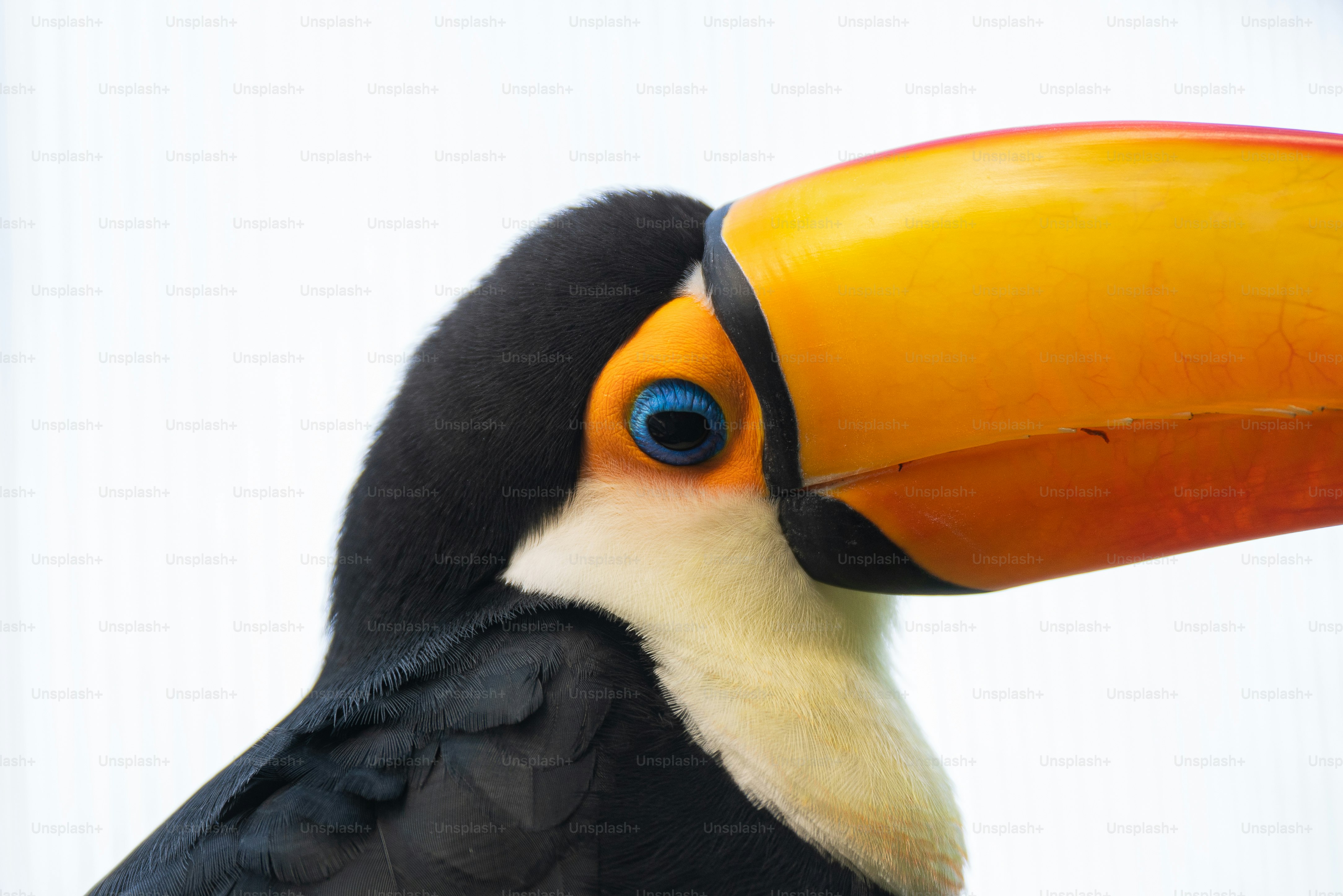 A close up of a bird with a large beak photo – Toucan Image on Unsplash