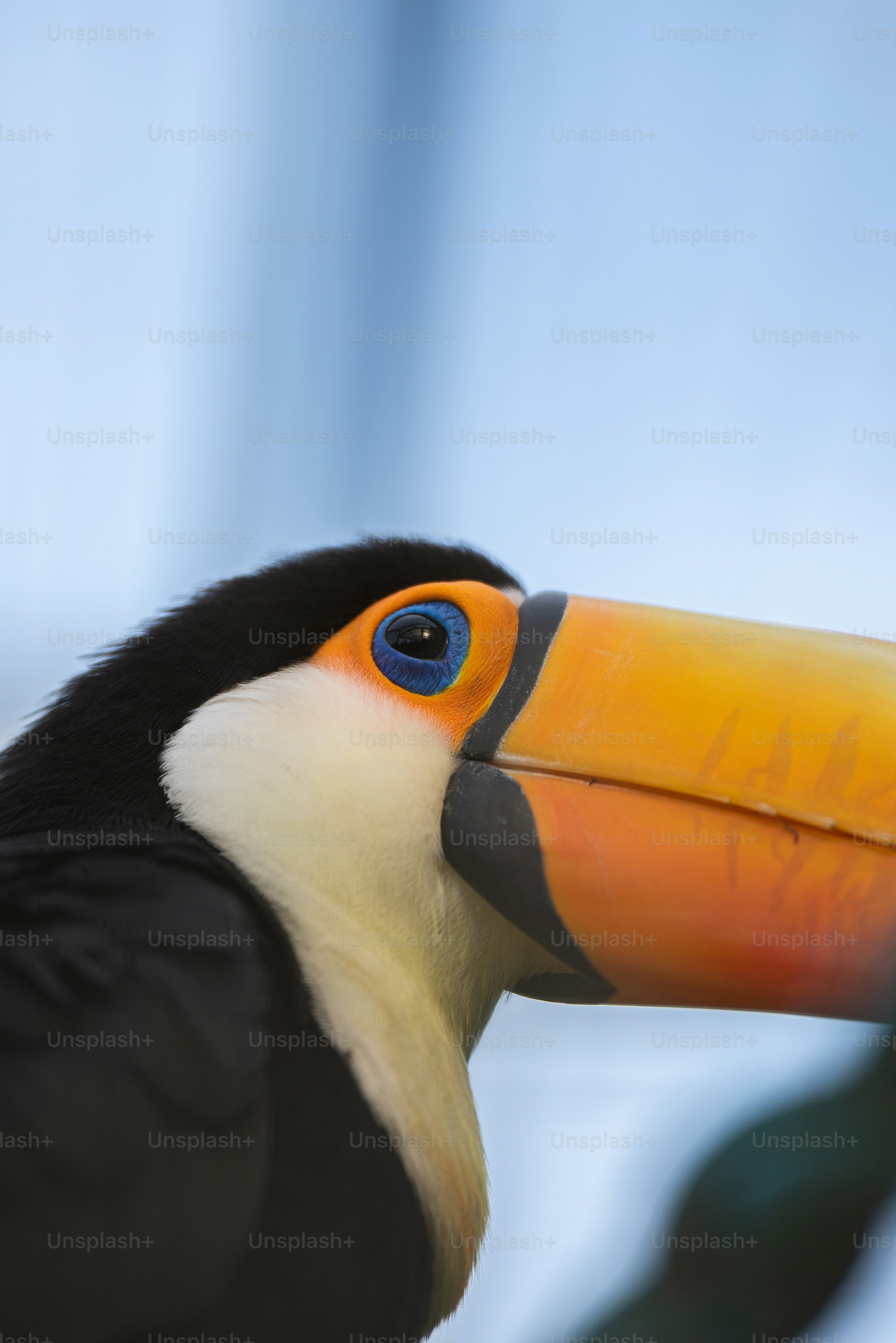 A close up of a bird with a large beak photo – Beak Image on Unsplash