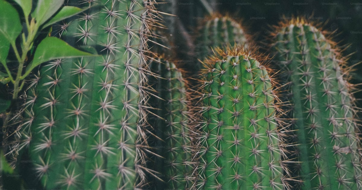 たくさんの葉を持つサボテン植物のクローズアップの写真 Unsplashのカクタスの画像