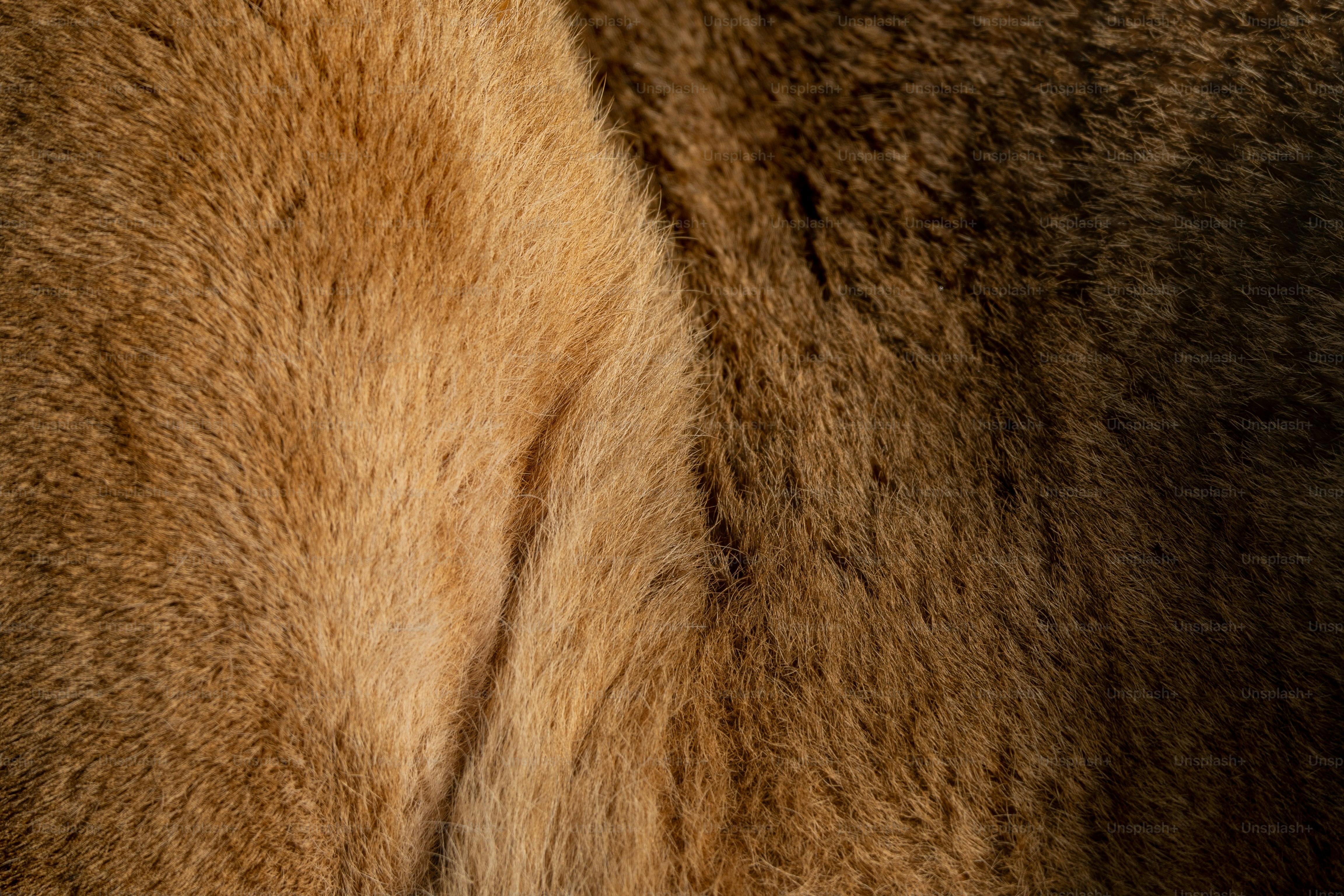 A close up of the fur of a horse photo – Close up Image on Unsplash