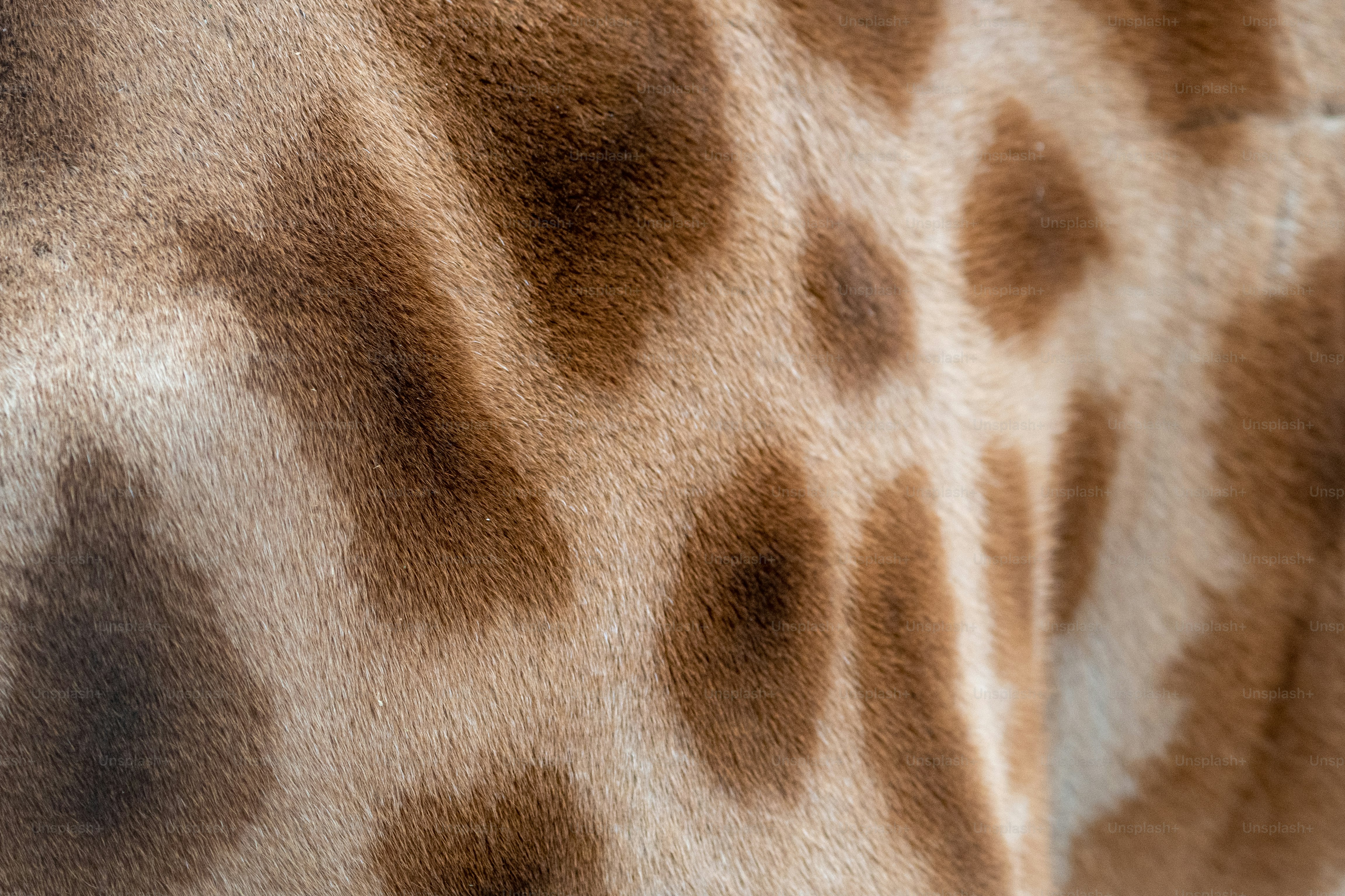 Animal Skin Pictures | Download Free Images on Unsplash
