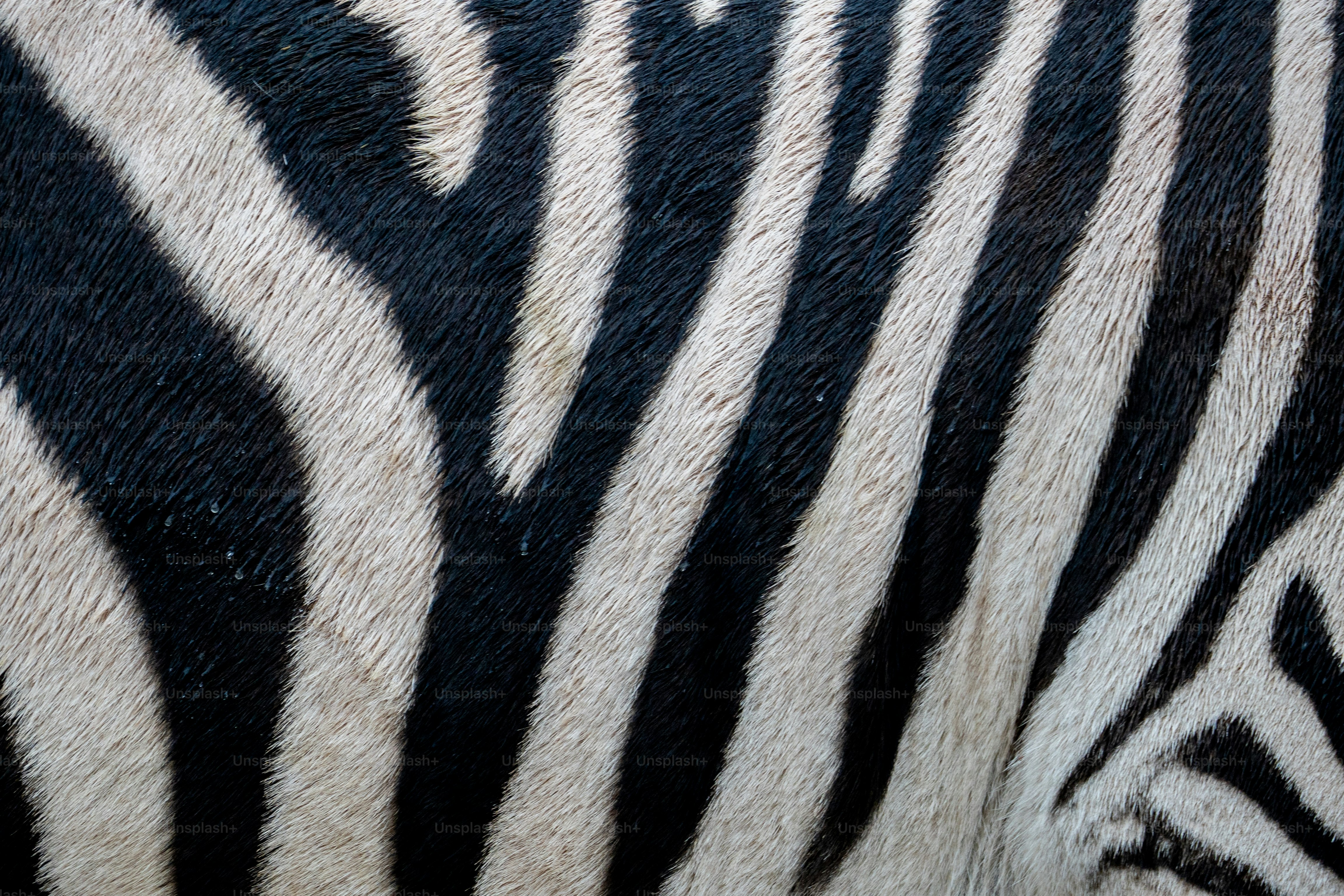 Zebra Pattern Pictures | Download Free Images on Unsplash