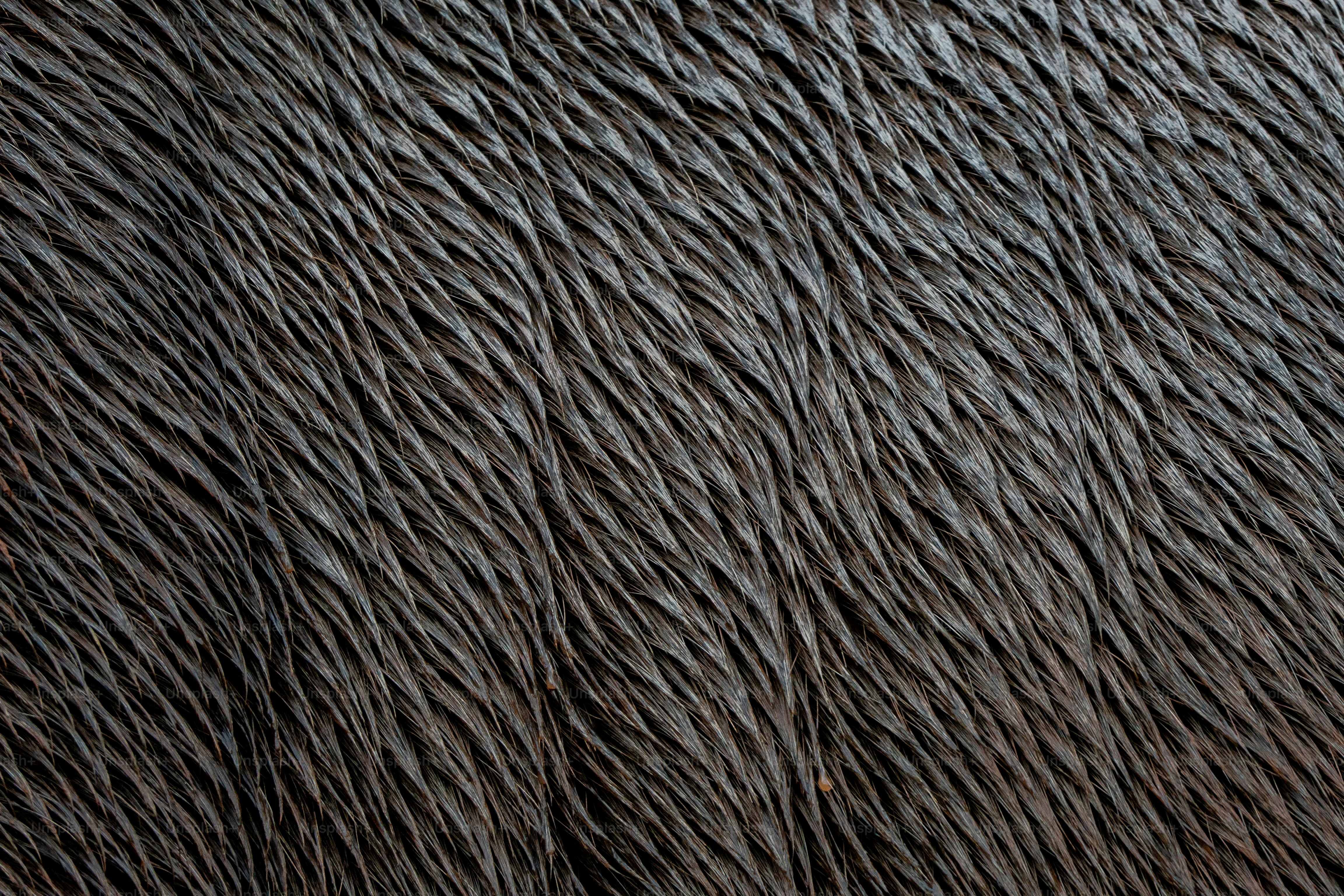 A close up of a black fur texture photo – Texture Image on Unsplash