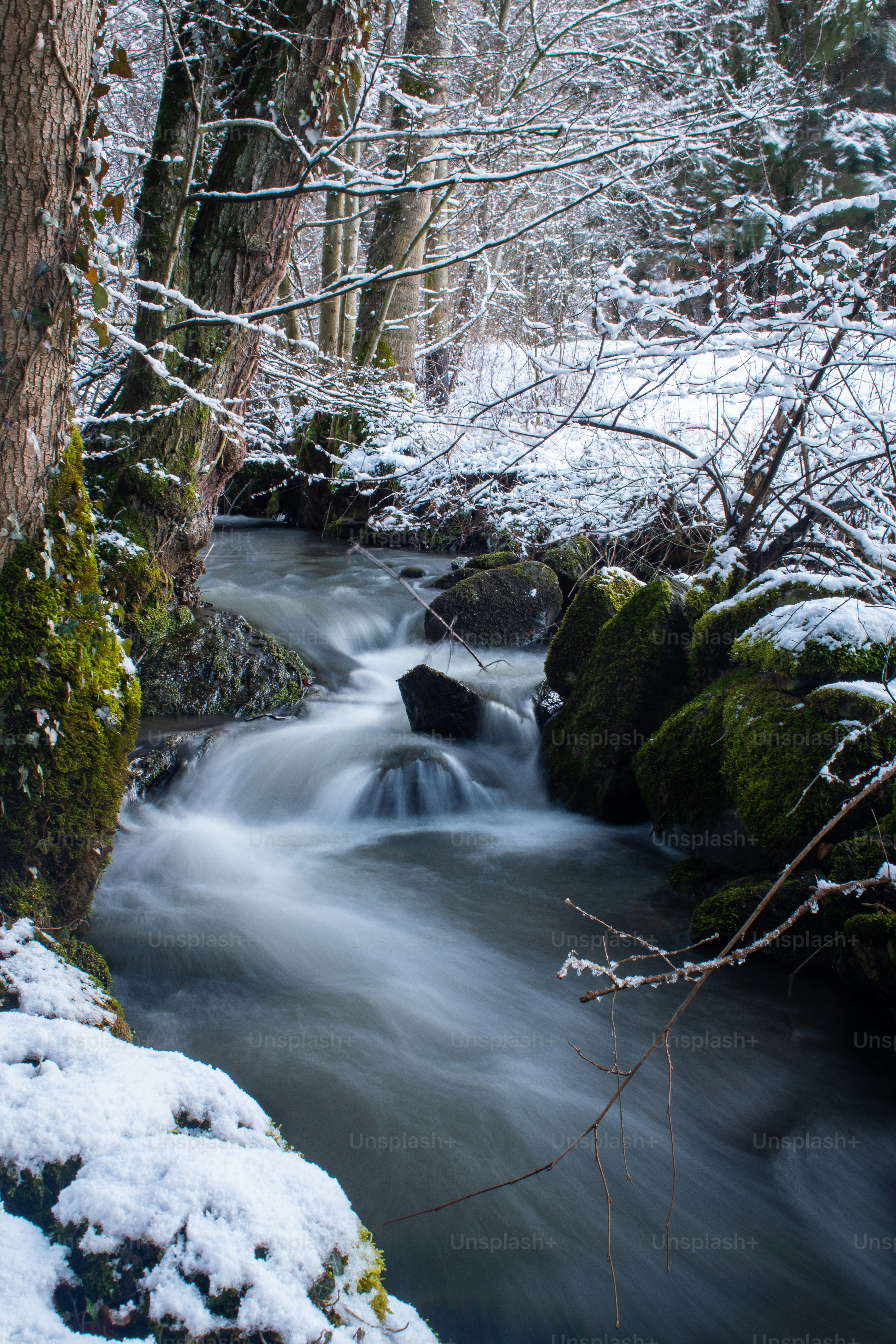 Forest Stream Winter