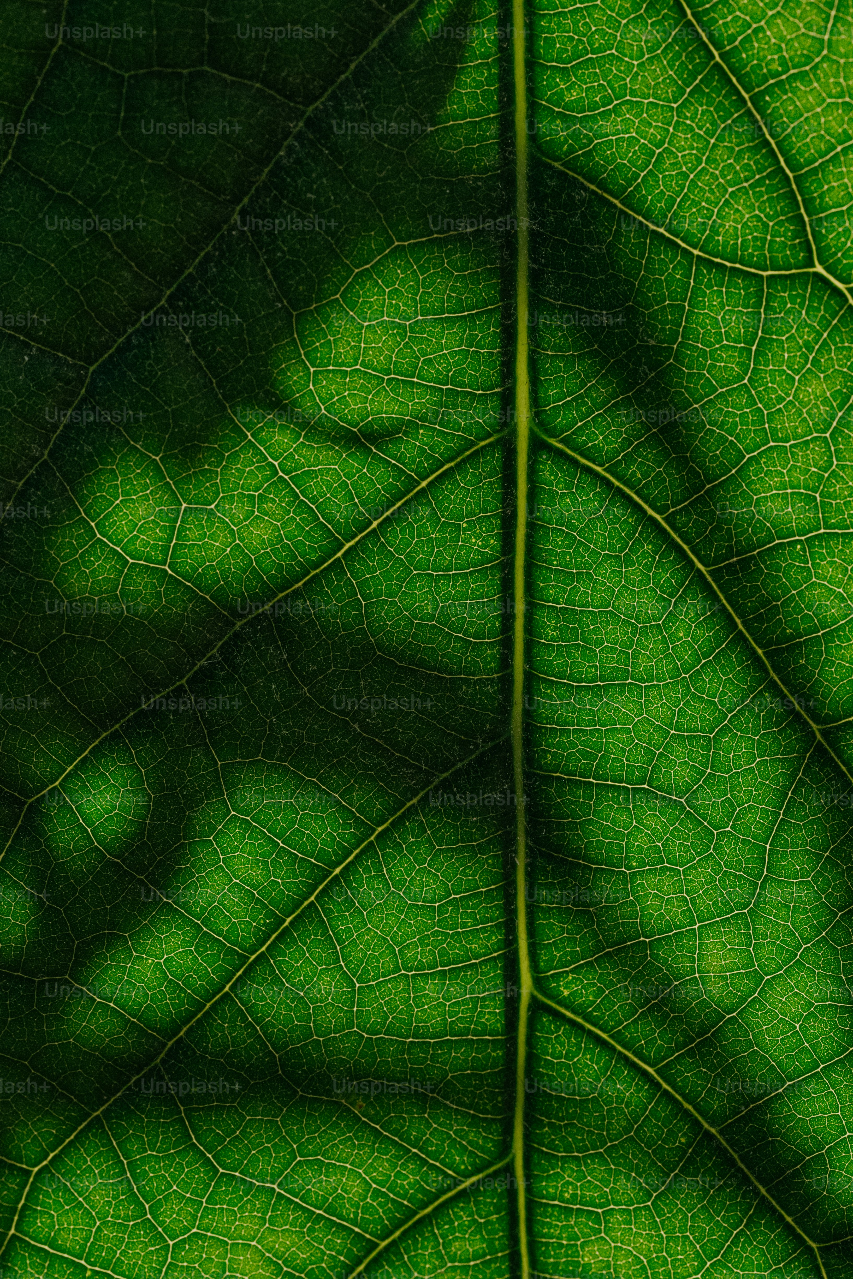 The shadow of a leaf on a green leaf photo – Leaf Image on Unsplash