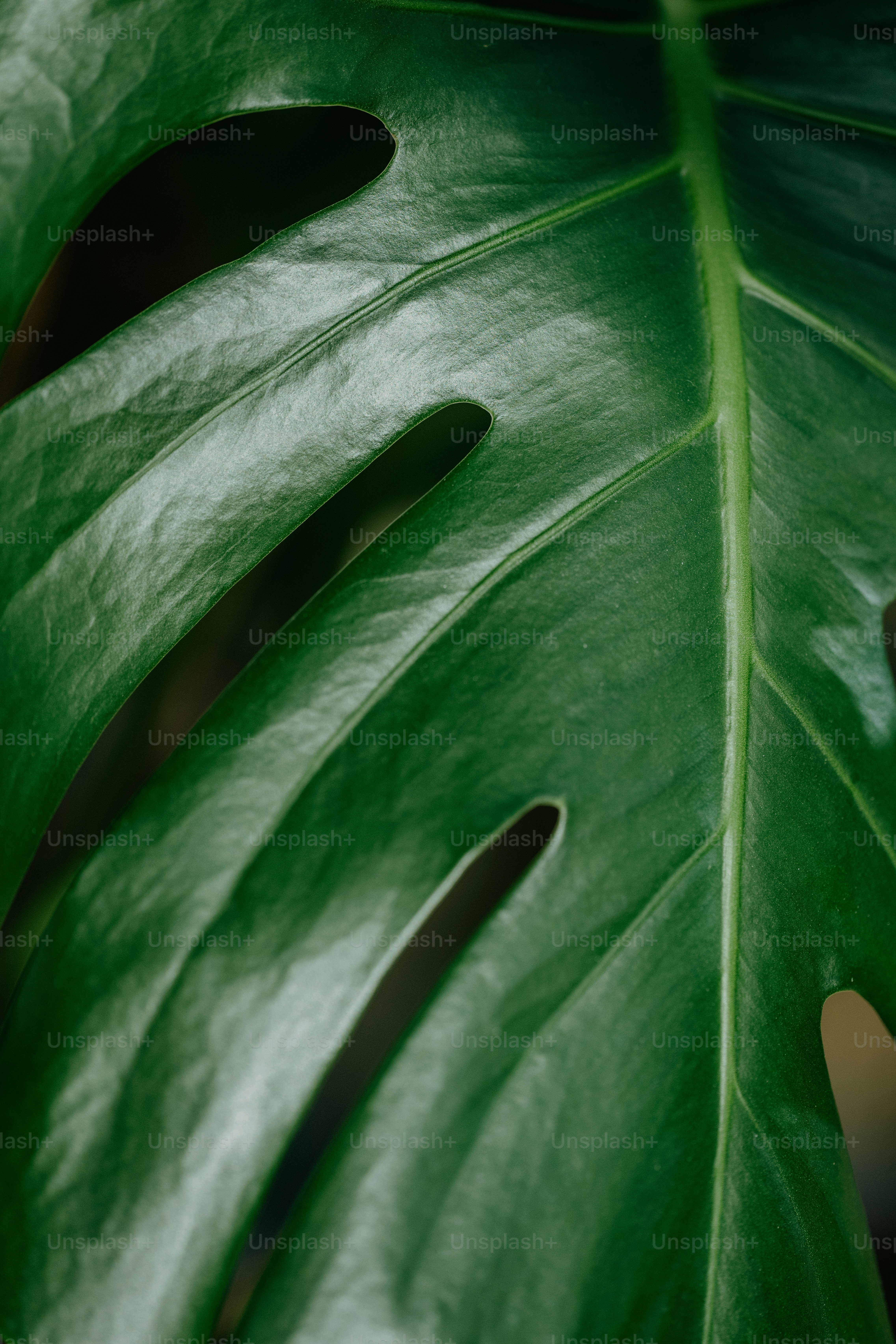 A close up of a large green leaf photo – Leaf pattern Image on Unsplash