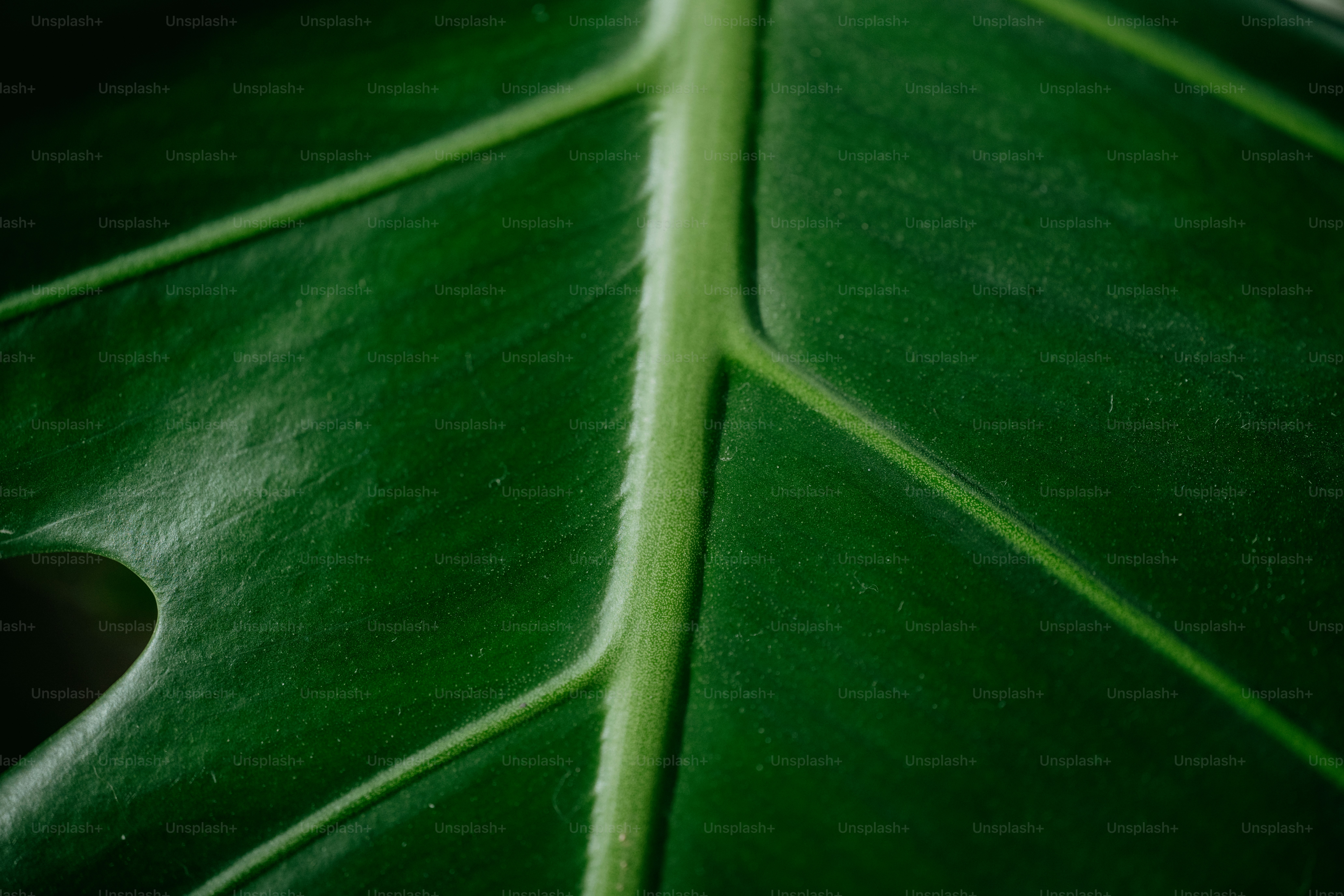 A close up of a large green leaf photo – Close up Image on Unsplash