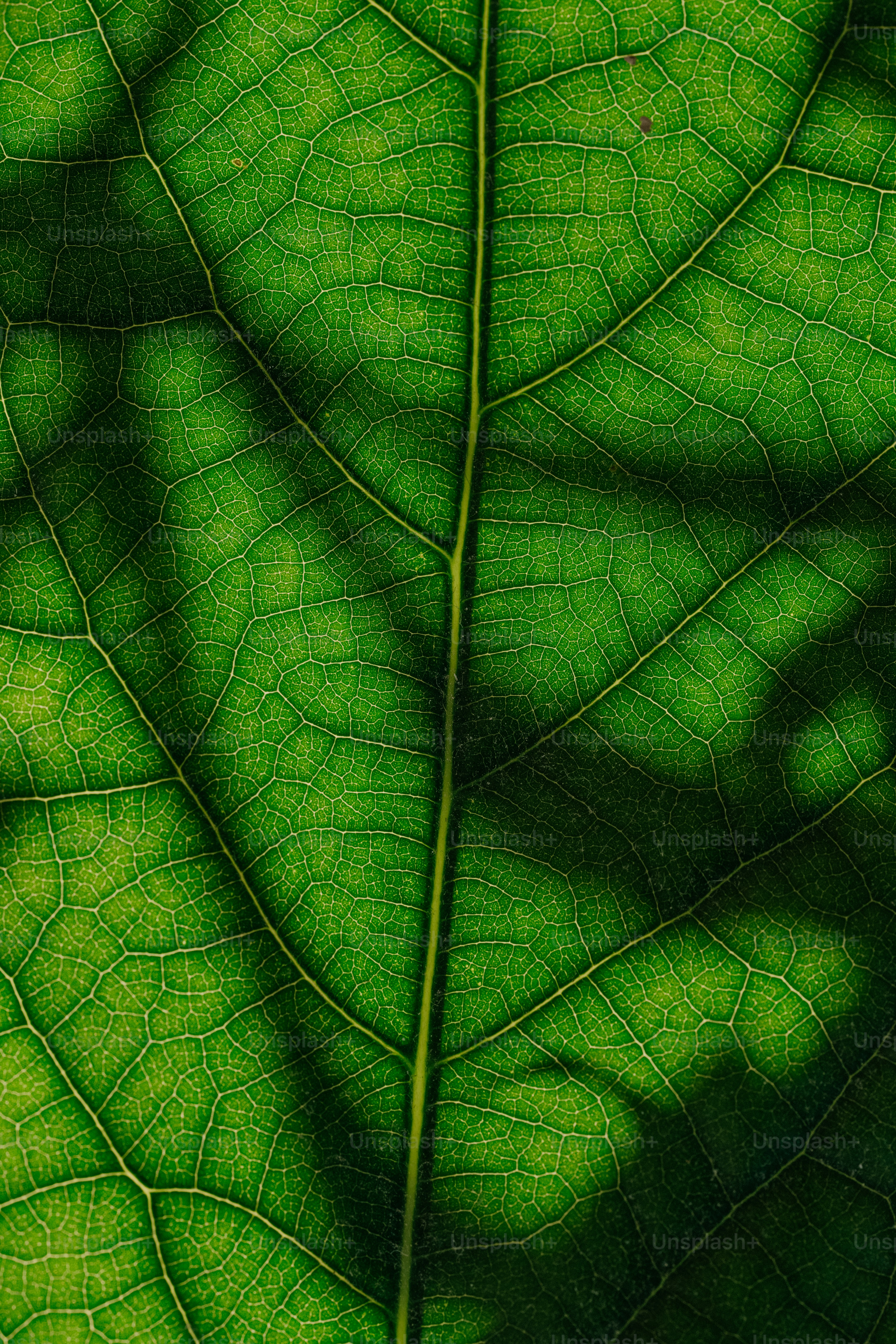 The shadow of a leaf on a green leaf photo – Close up Image on Unsplash