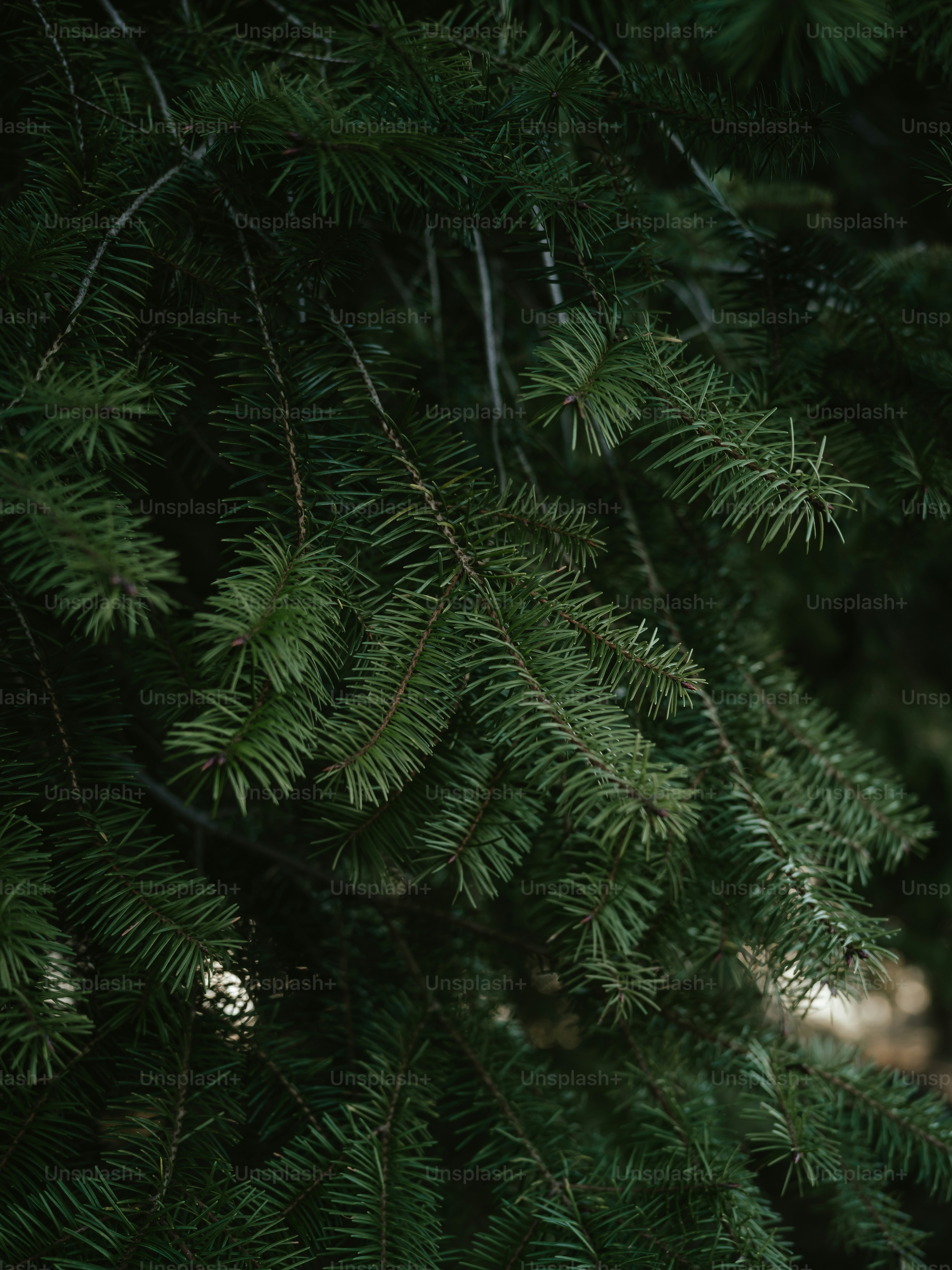 350+ Pine Tree Pictures | Download Free Images & Stock Photos on Unsplash