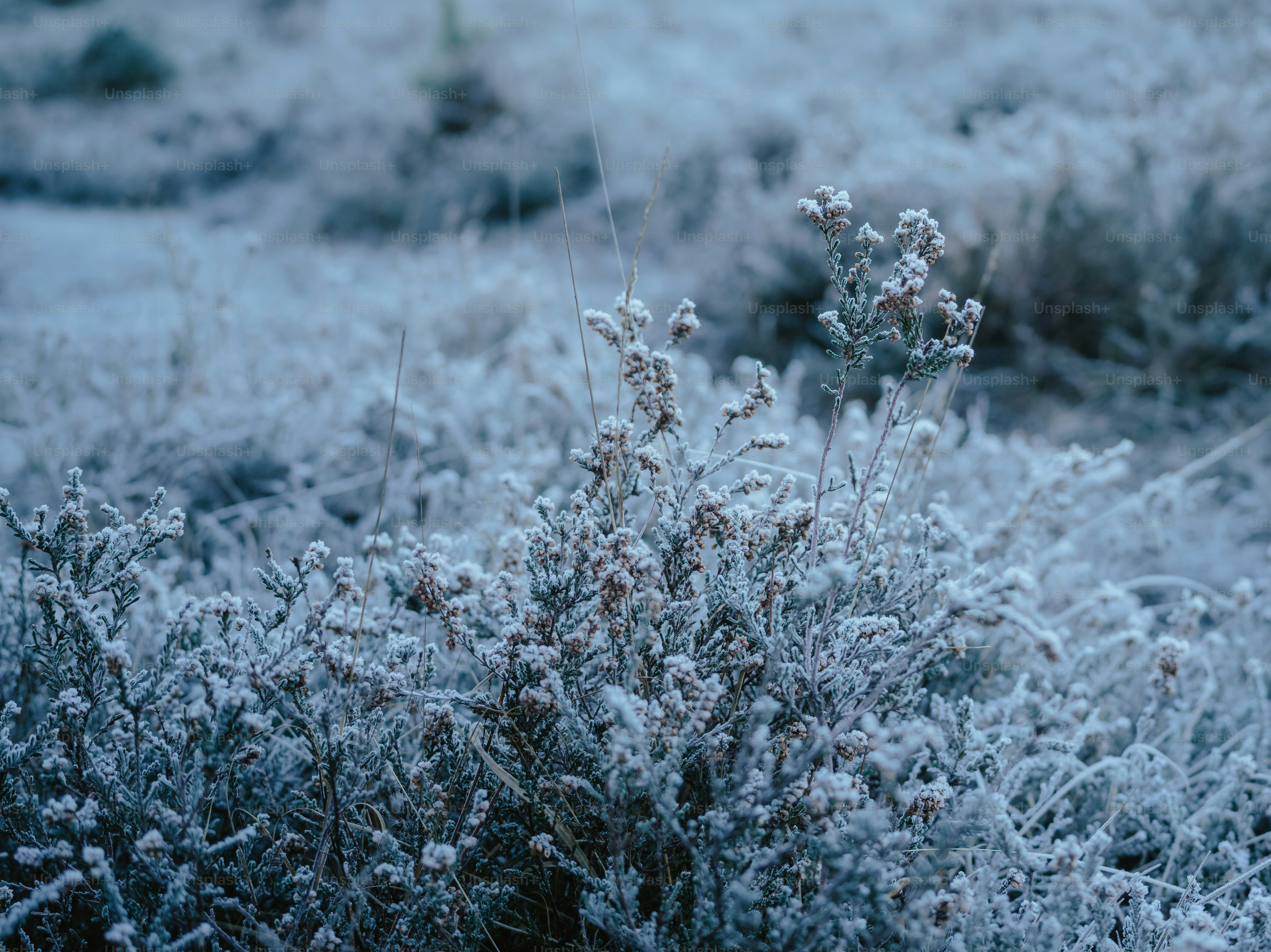 A small bush covered in snow next to a field photo – Texture Image on ...