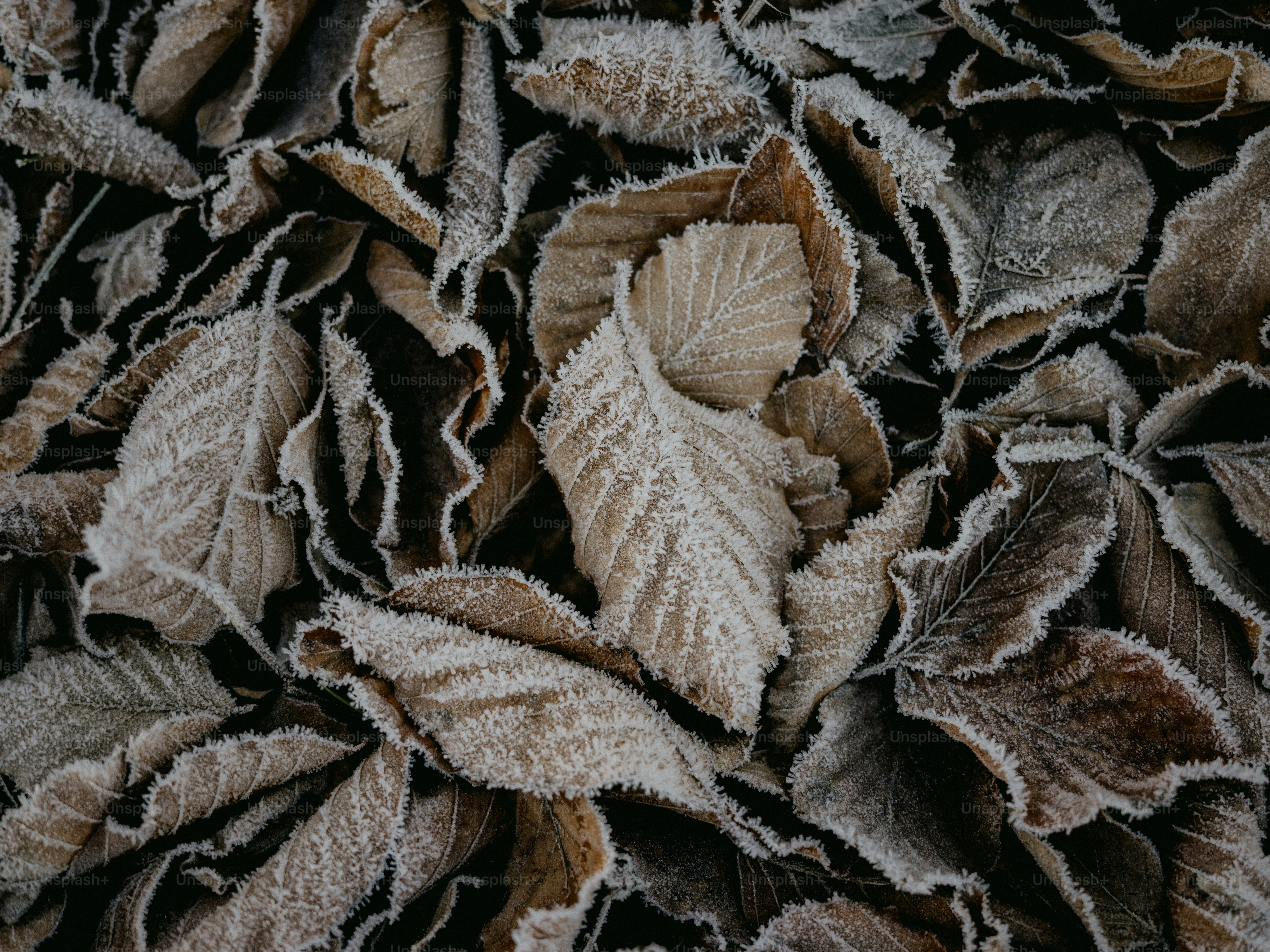 A close up of a bunch of leaves covered in frost photo – Leaves Image ...