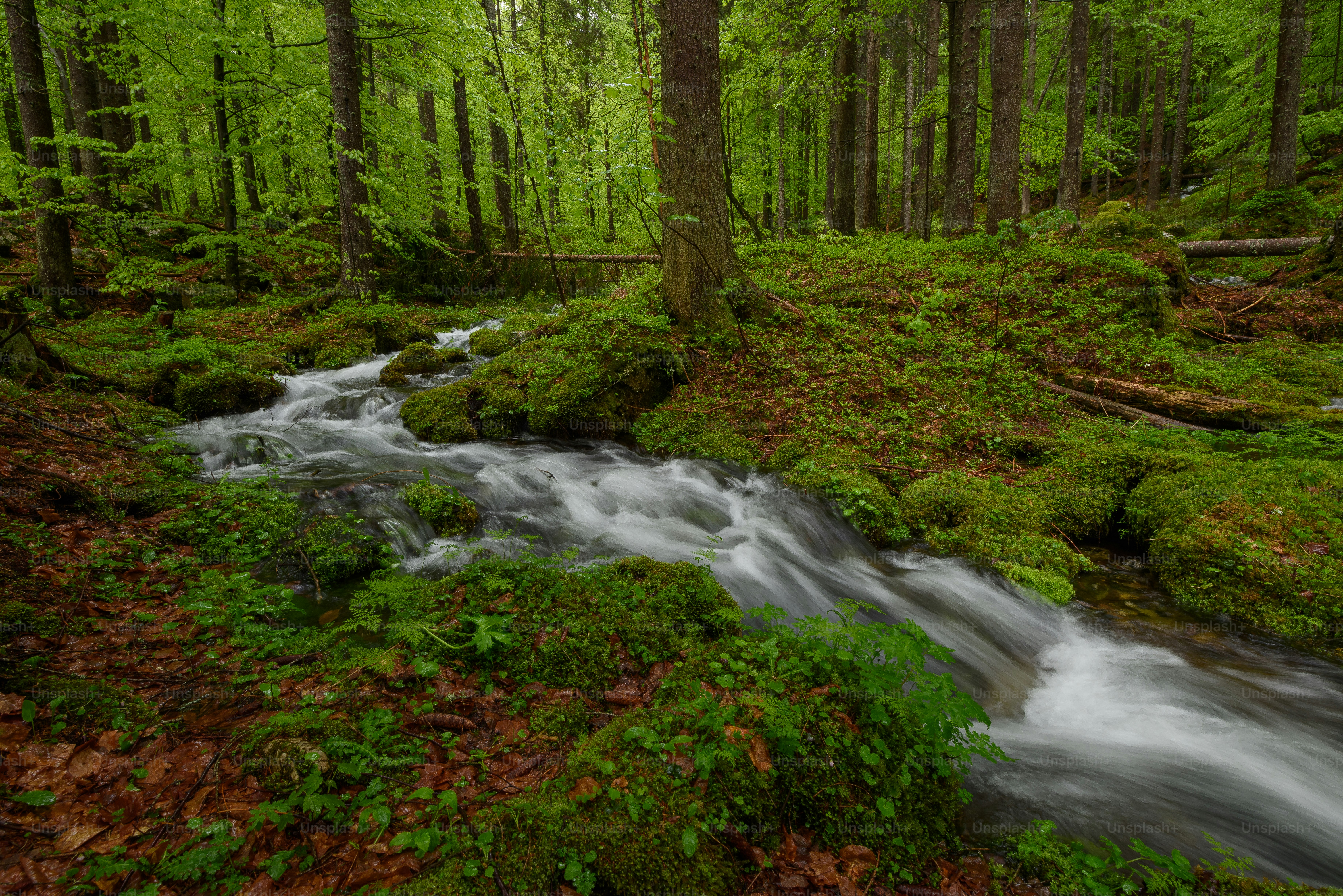 A stream running through a lush green forest photo – Forest Image on ...