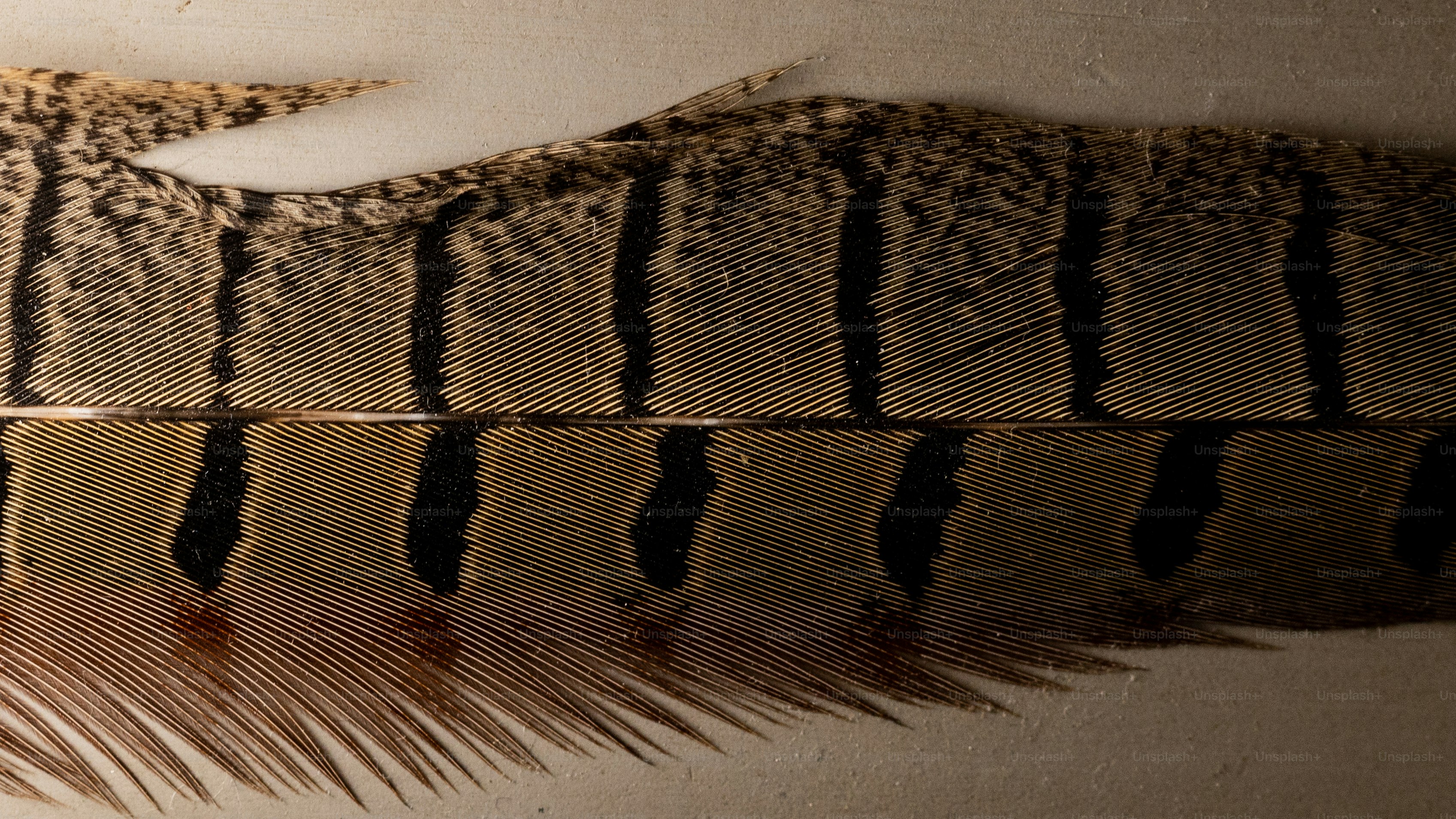 500+ Feather Pictures [HD] | Download Free Images on Unsplash