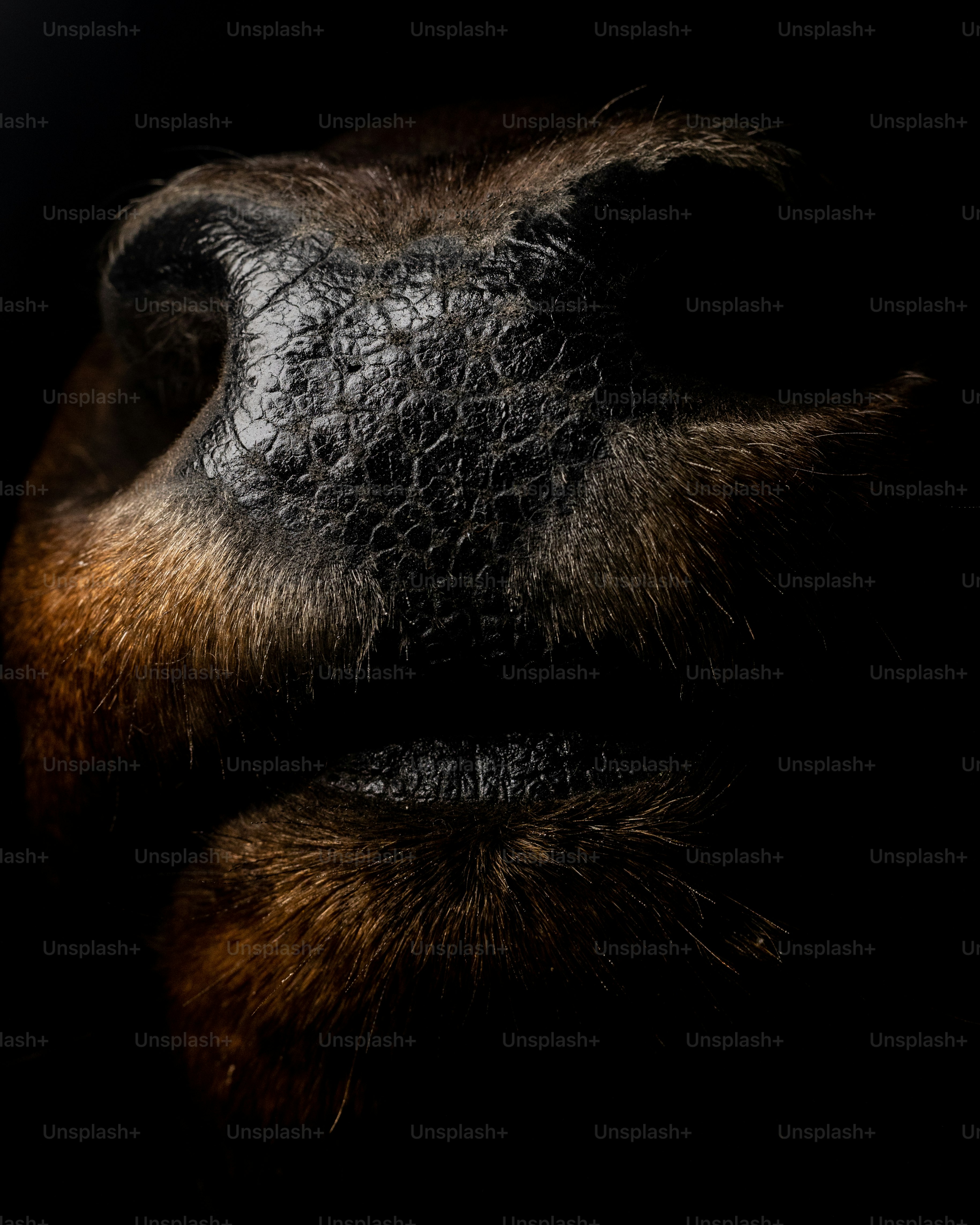 Un gros plan du nez d’un chien dans le noir photo – Image de Texture ...