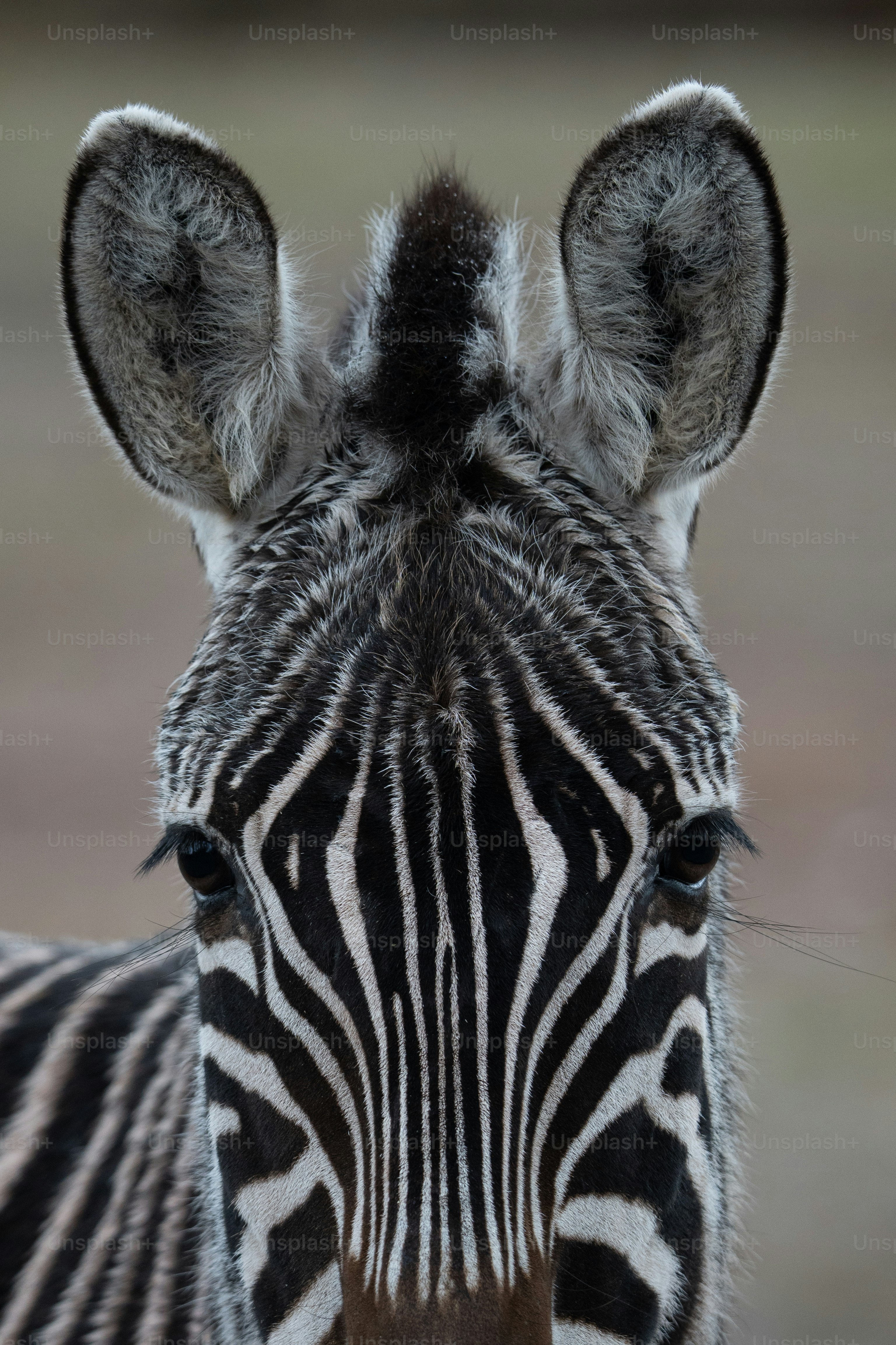 A close up of a zebra's face with a blurry background photo – Fur Image ...
