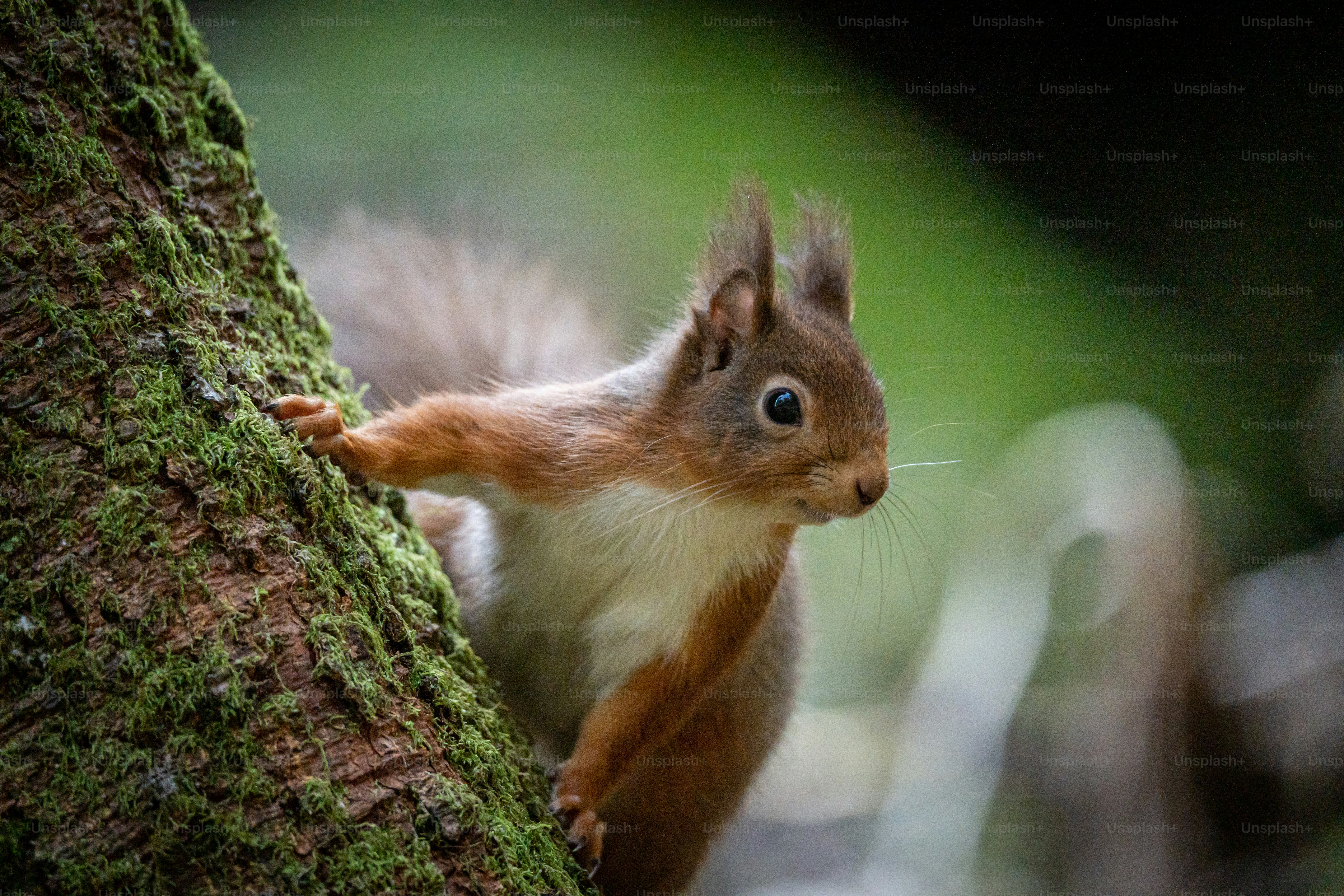 500+ Squirrel Pictures | Download Free Images on Unsplash