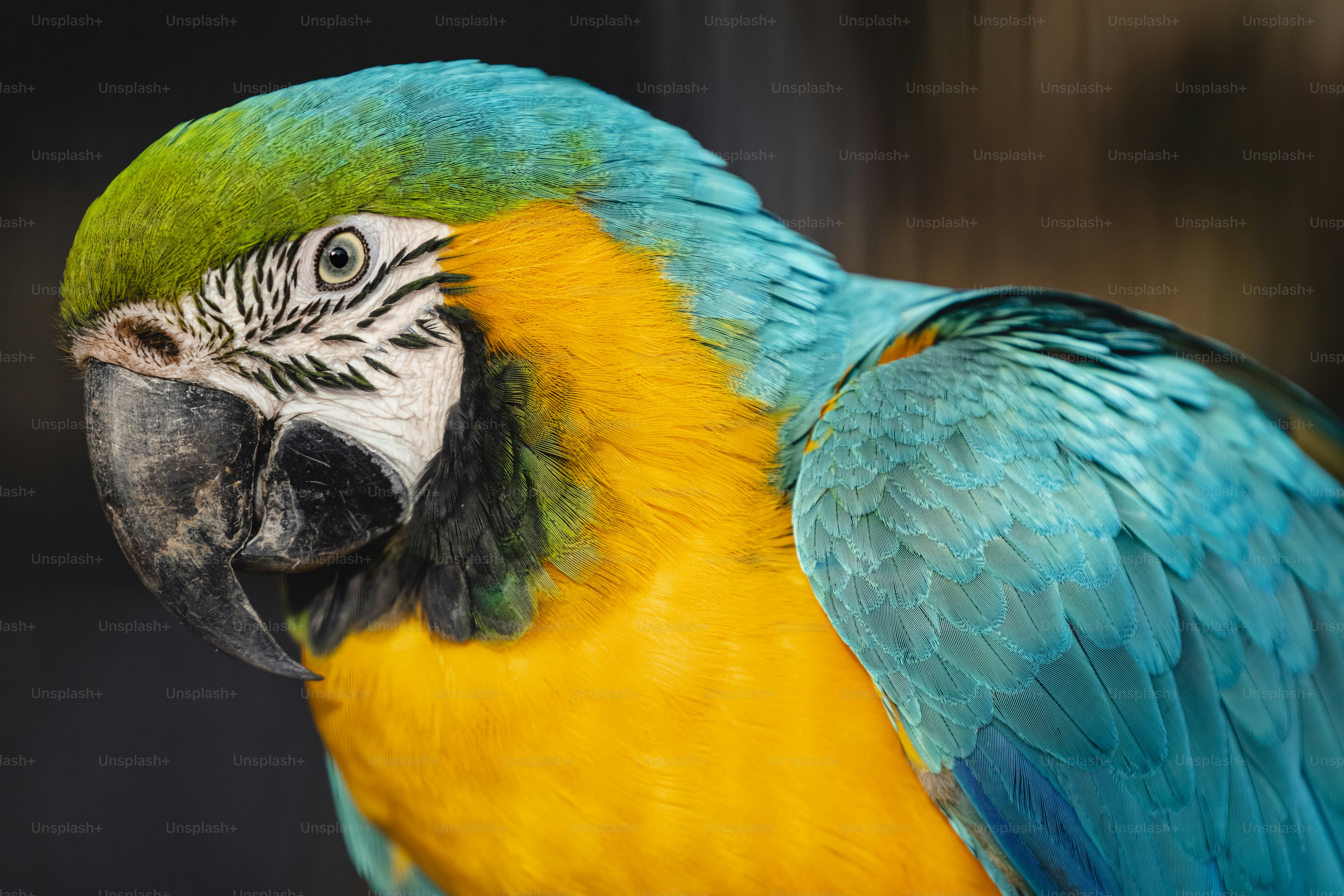 A close up of a blue and yellow parrot photo – Brasil Image on Unsplash