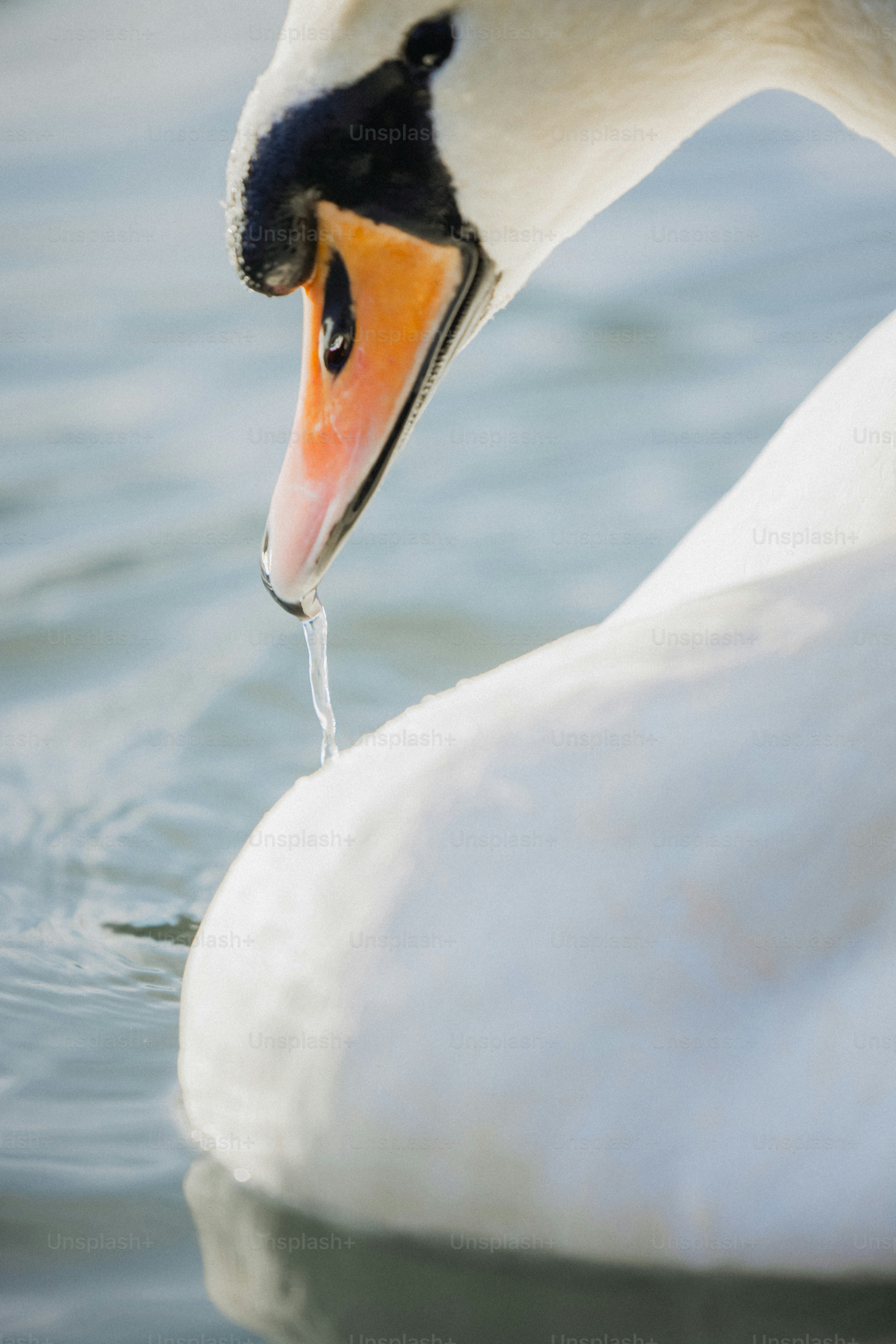 Gros plan d’un cygne dans l’eau photo – Oiseau d'eau Photo sur Unsplash
